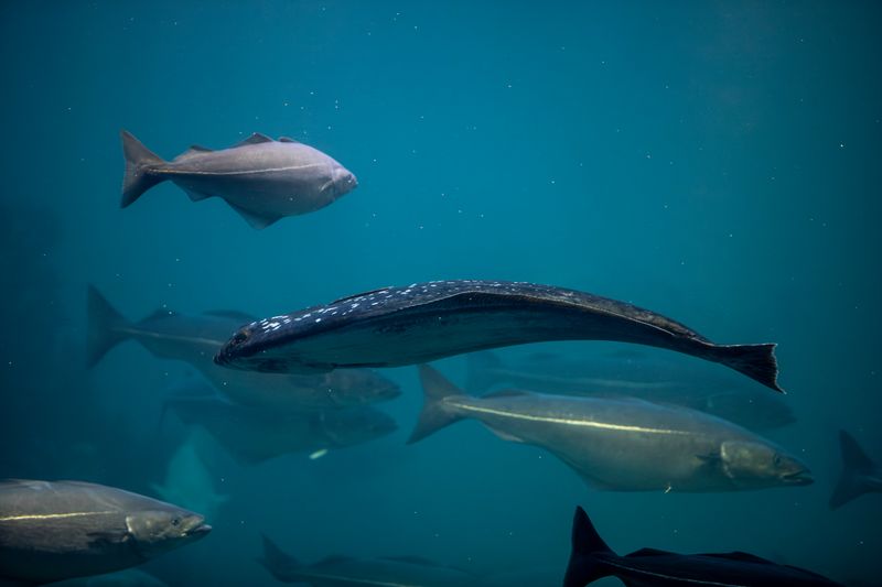 Halibut Fish Photos, Download The BEST Free Halibut Fish Stock Photos ...
