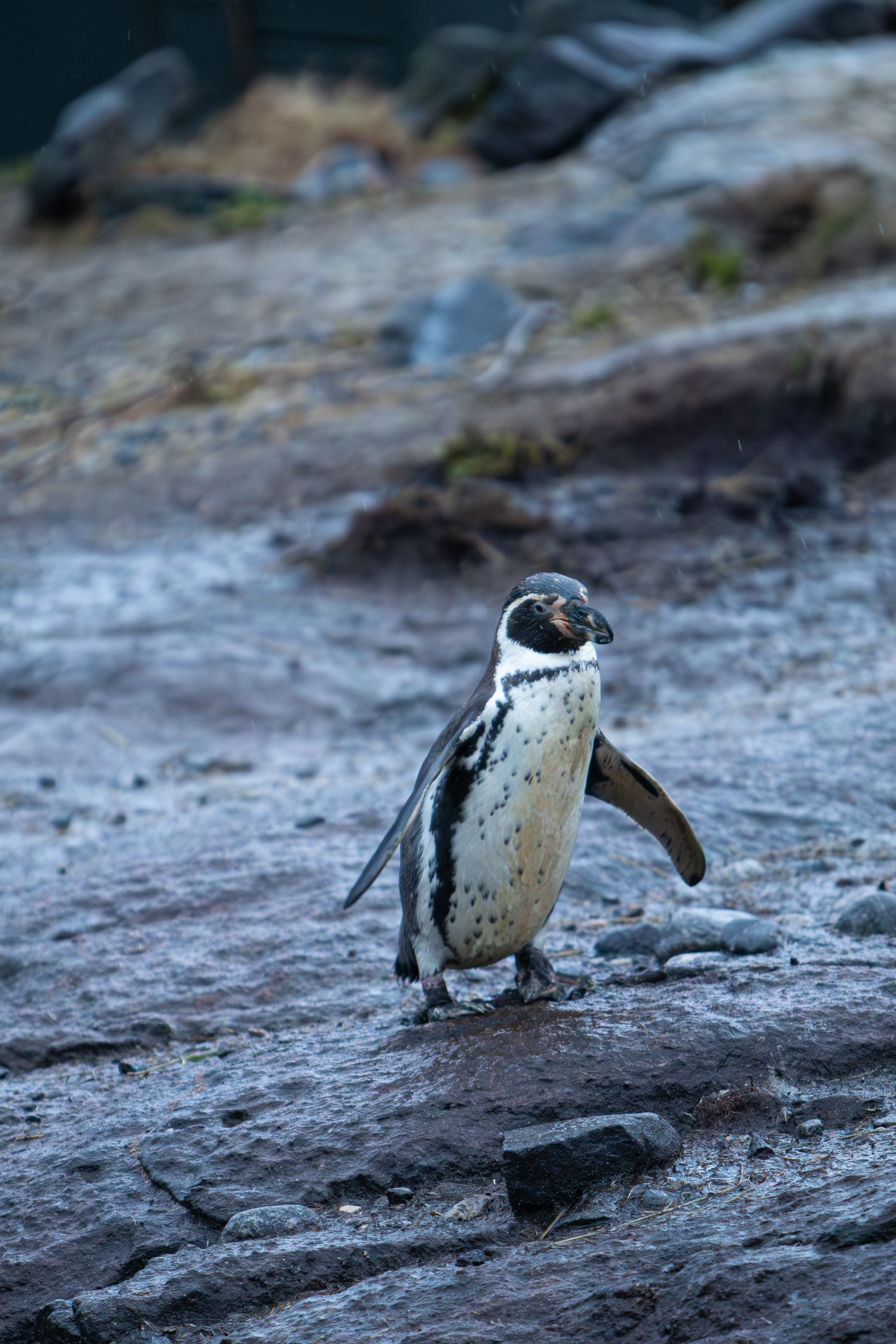 Humboldt Penguin in Natural Habitat · Free Stock Photo