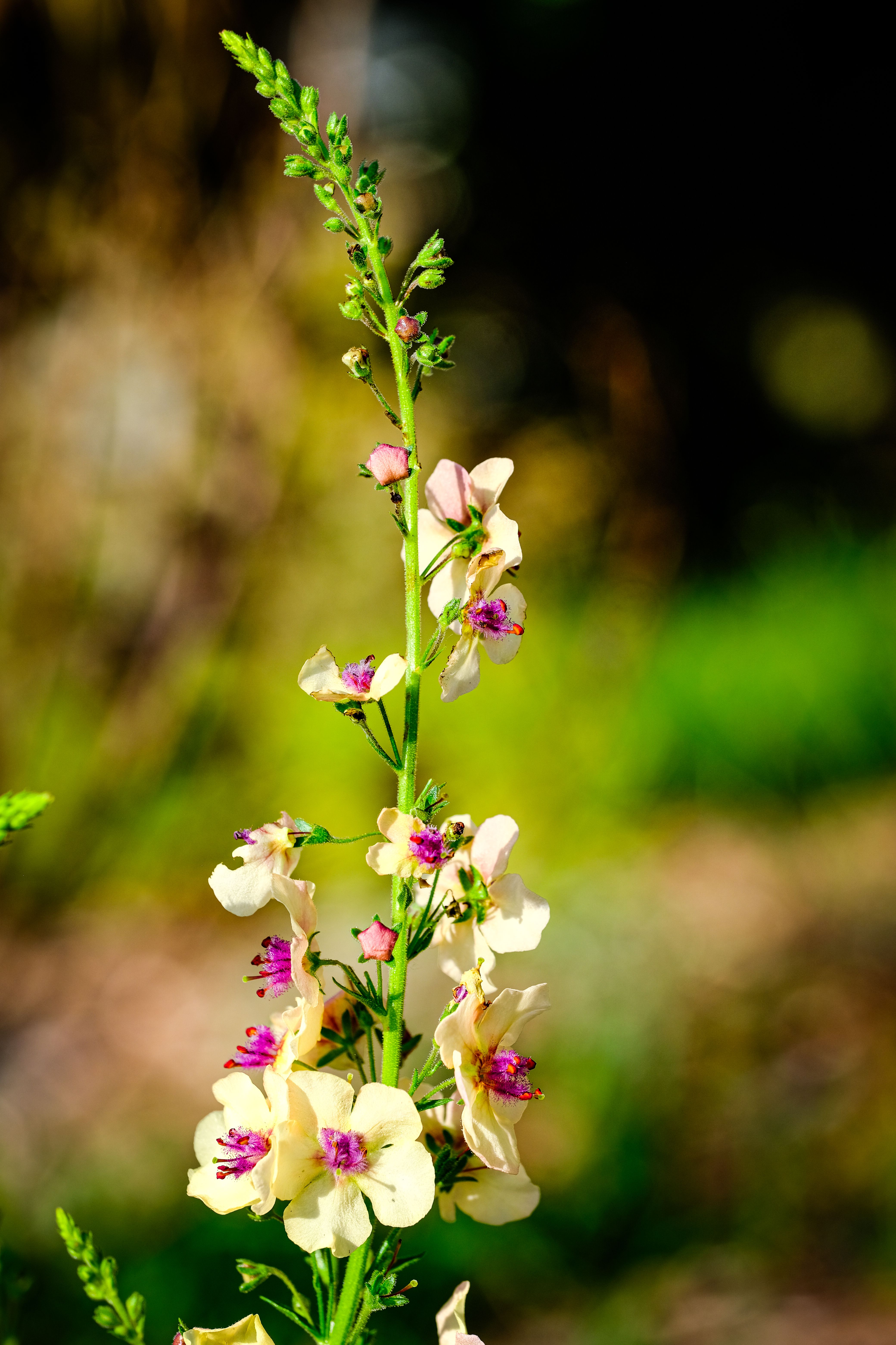Gulab Flower Background Photos, Download The BEST Free Gulab Flower ...
