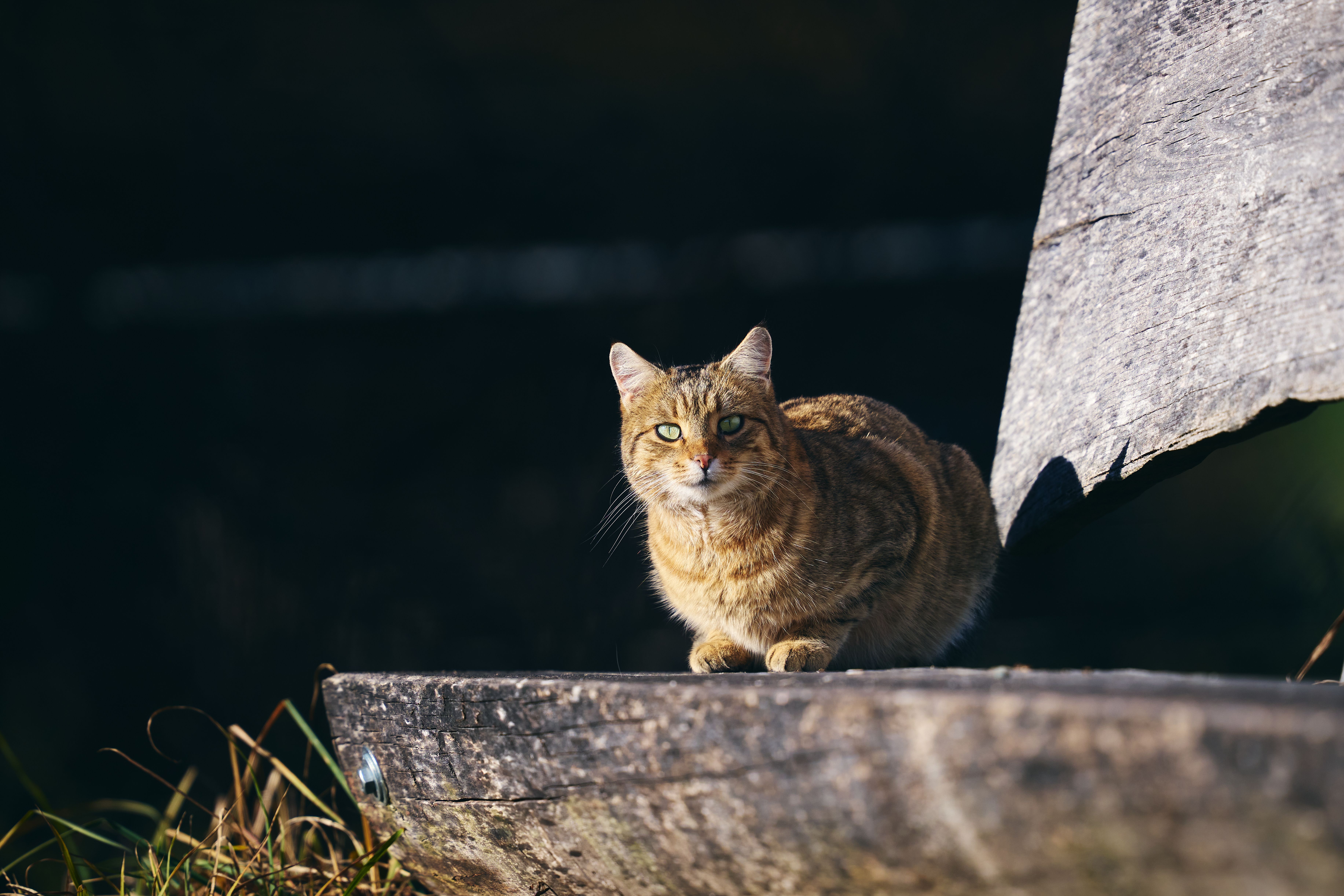 Goofy Cat Photos, Download The BEST Free Goofy Cat Stock Photos & HD Images