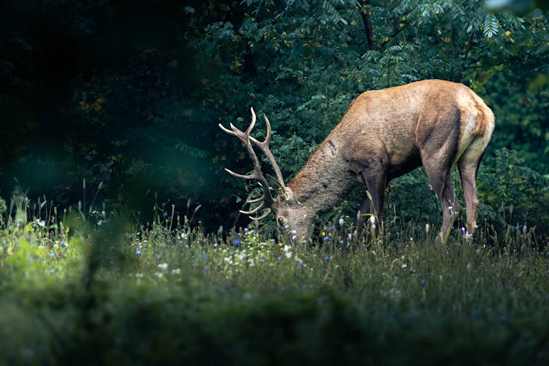 Free Pix Photos, Download The BEST Free Free Pix Stock Photos & HD Images