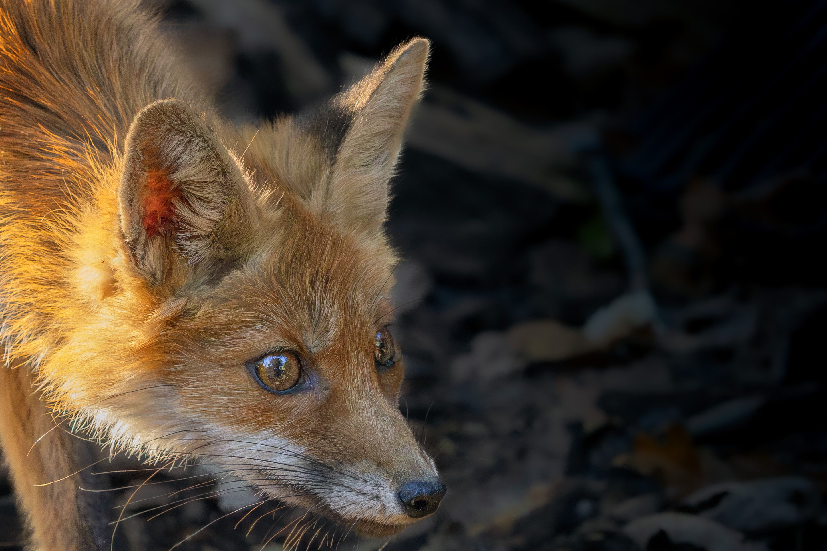 Red Fox Photos, Download The BEST Free Red Fox Stock Photos & HD Images