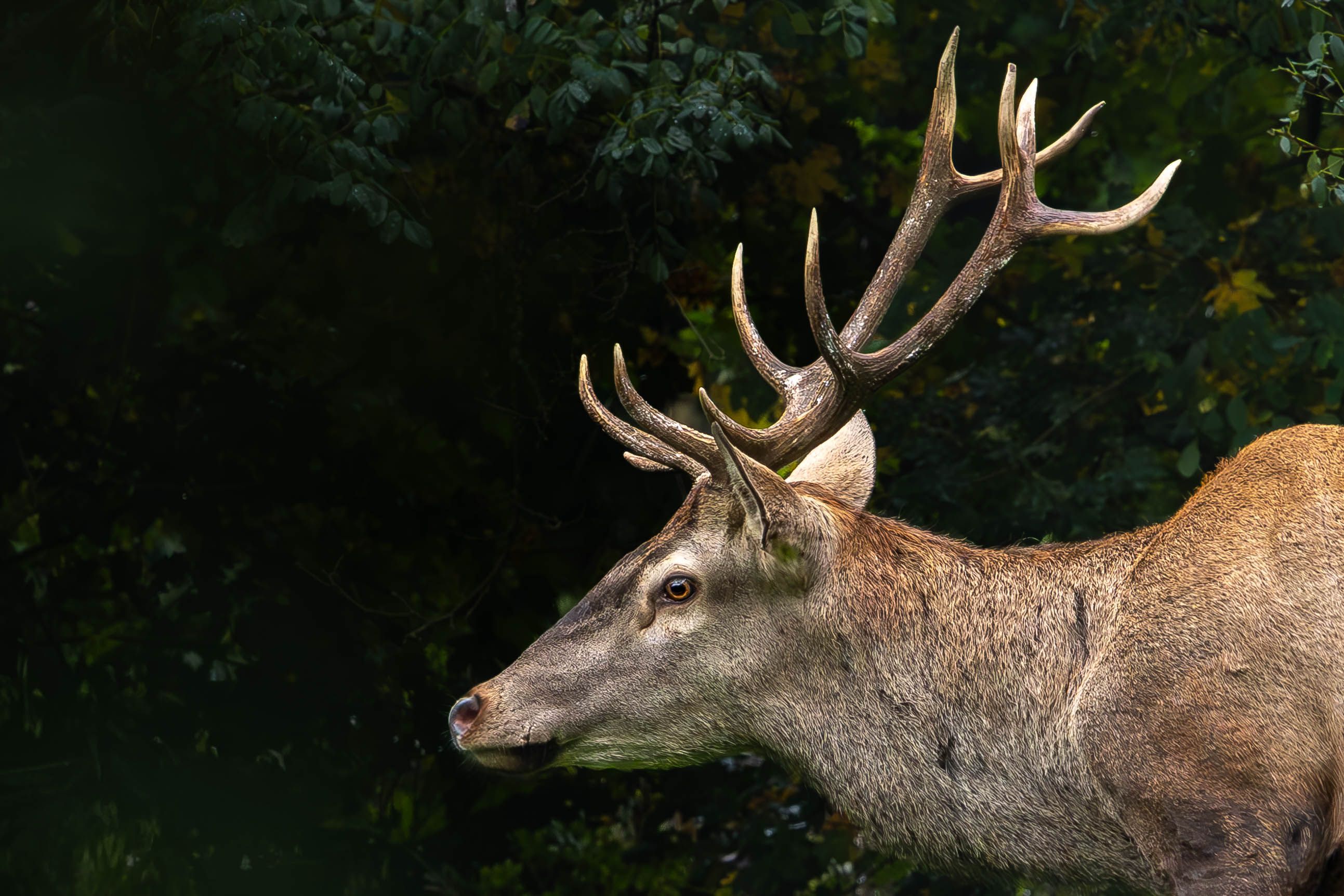 Stag Photos, Download The BEST Free Stag Stock Photos & HD Images