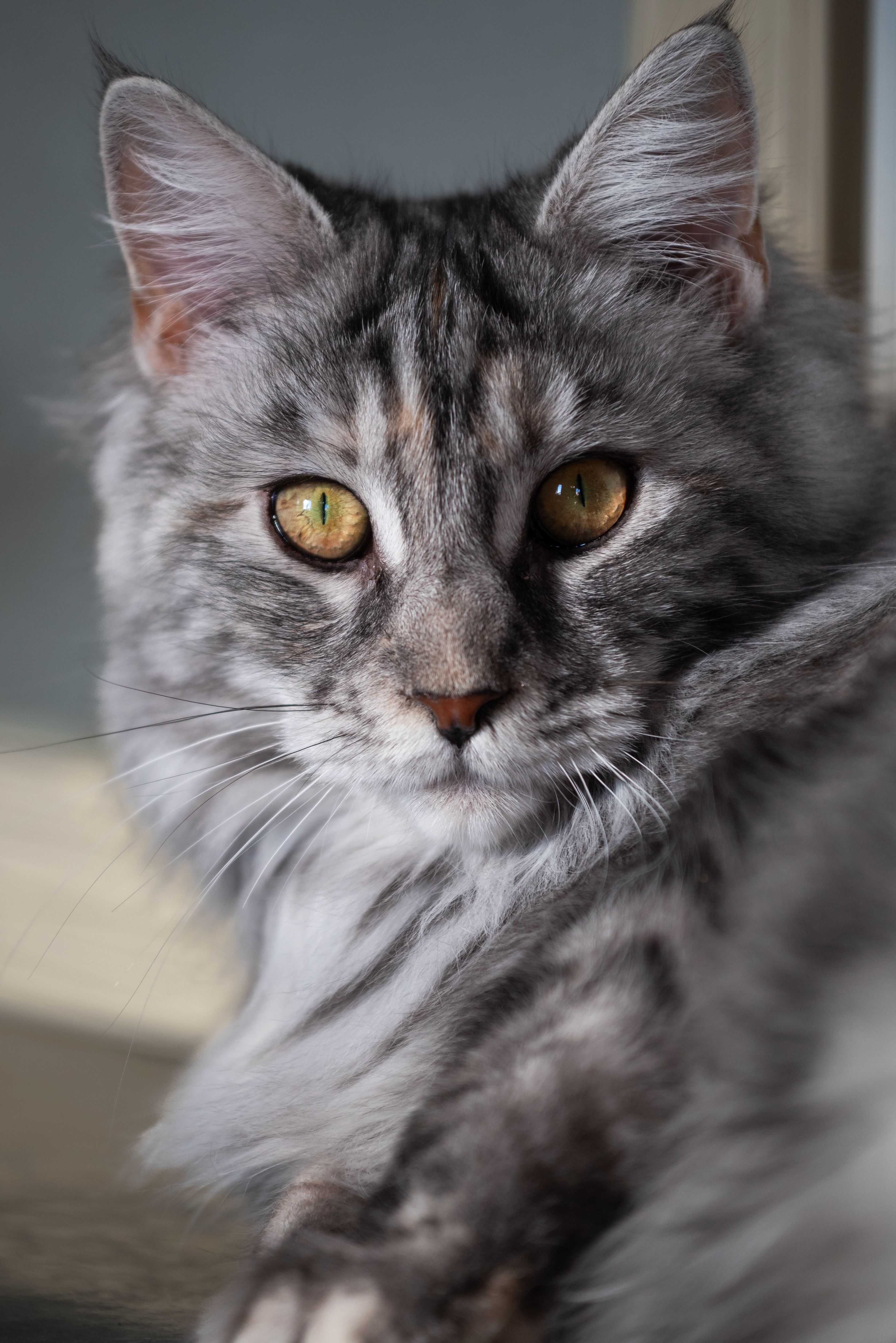 Close-up Portrait of a Maine Coon Cat · Free Stock Photo