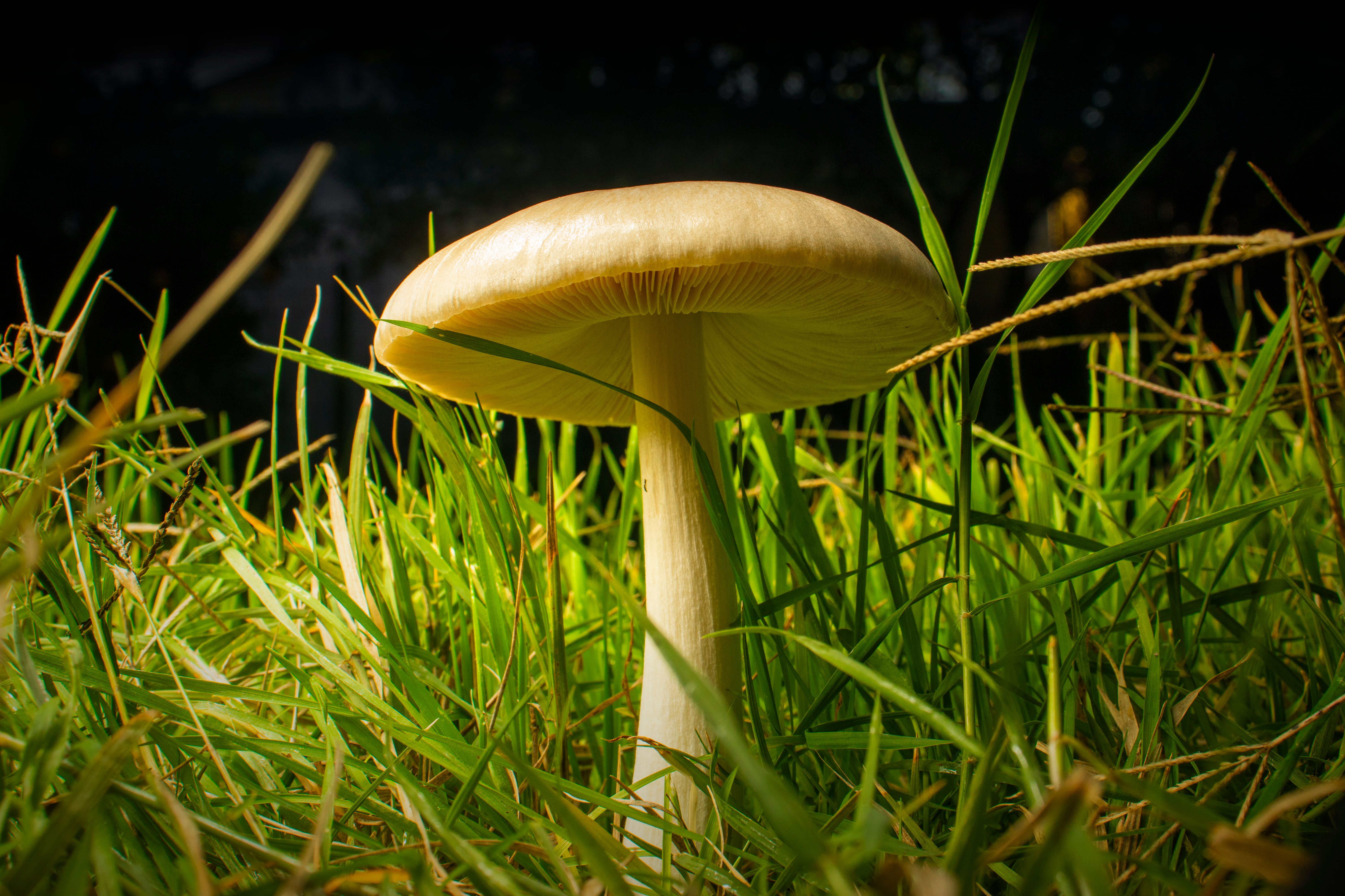 Close-Up of Fresh Mushroom in Green Grass · Free Stock Photo