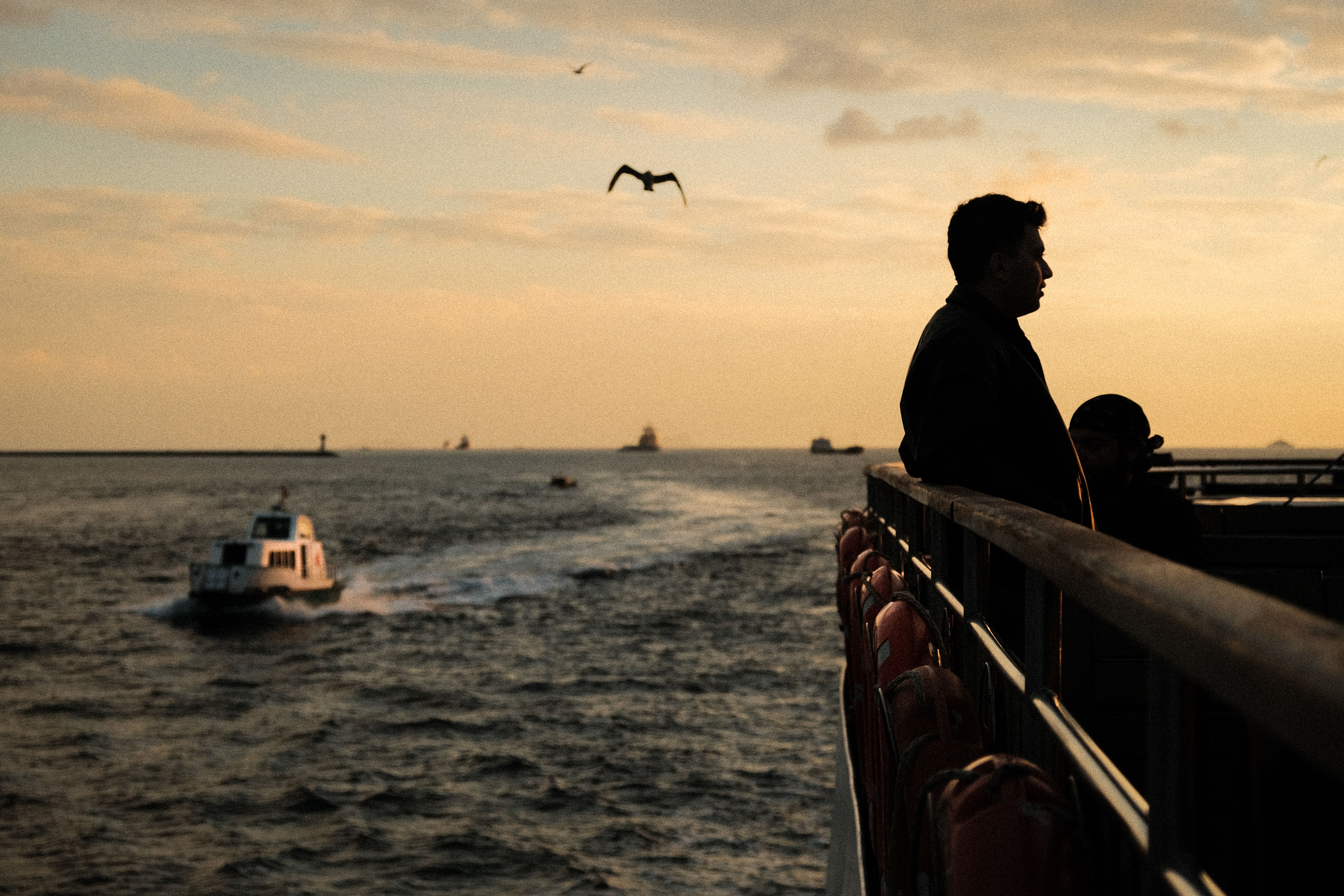 Bird Dikeluarkan Dawn Narfos Photos, Download The BEST Free Bird ...