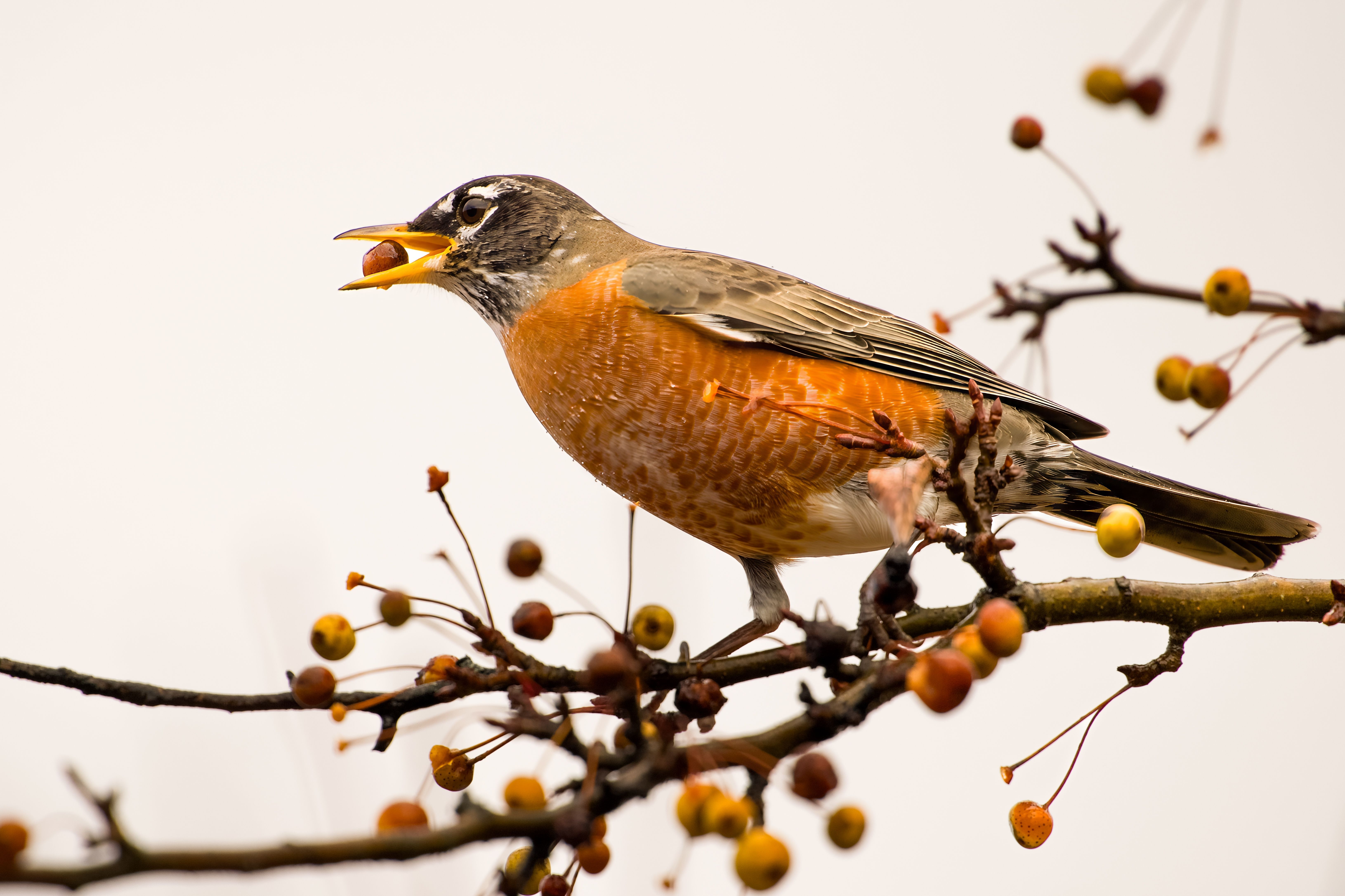 American Robin Perched on Crabapple Tree in Autumn · Free Stock Photo