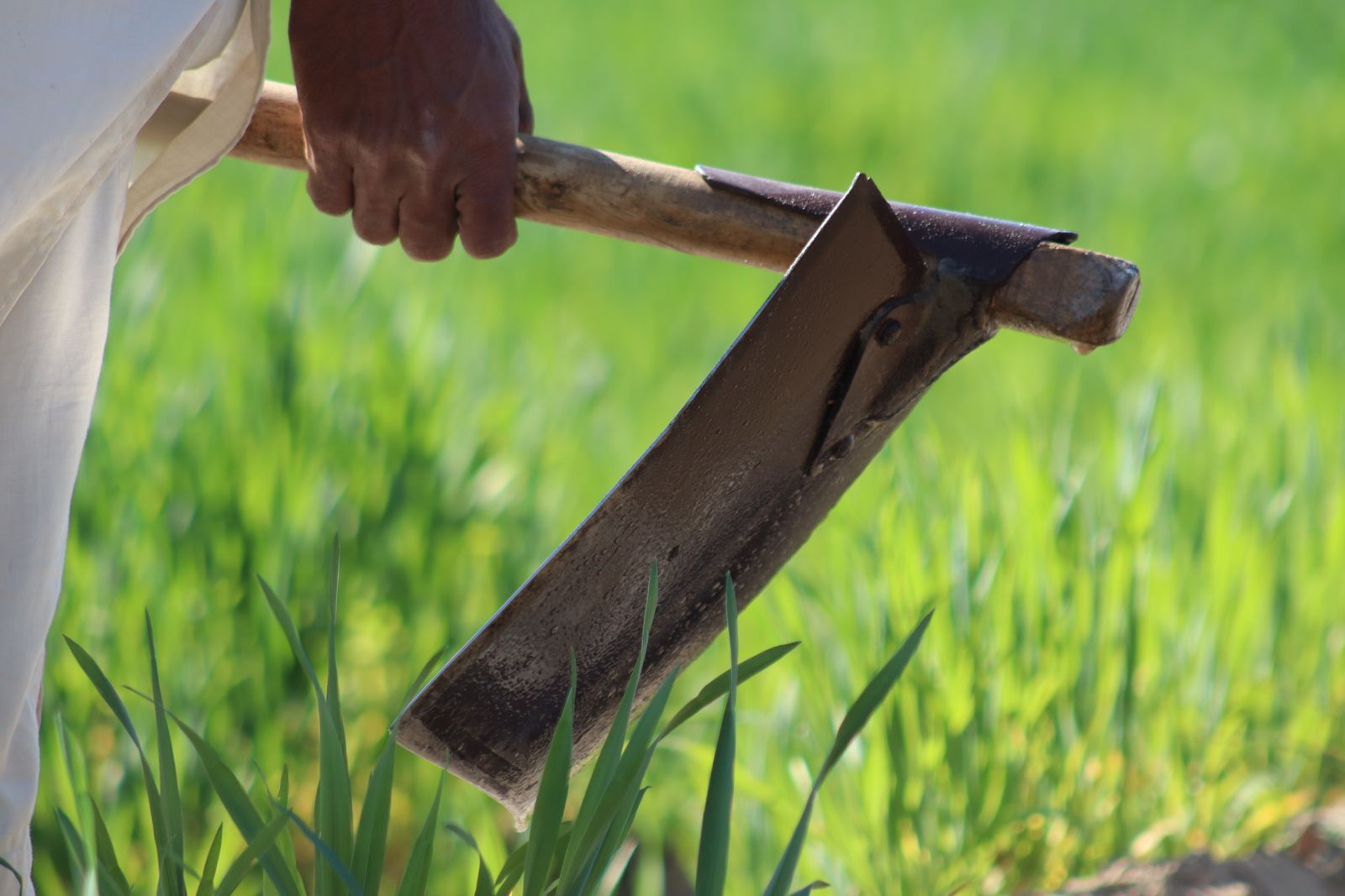 Hoe Photos, Download The BEST Free Hoe Stock Photos & HD Images