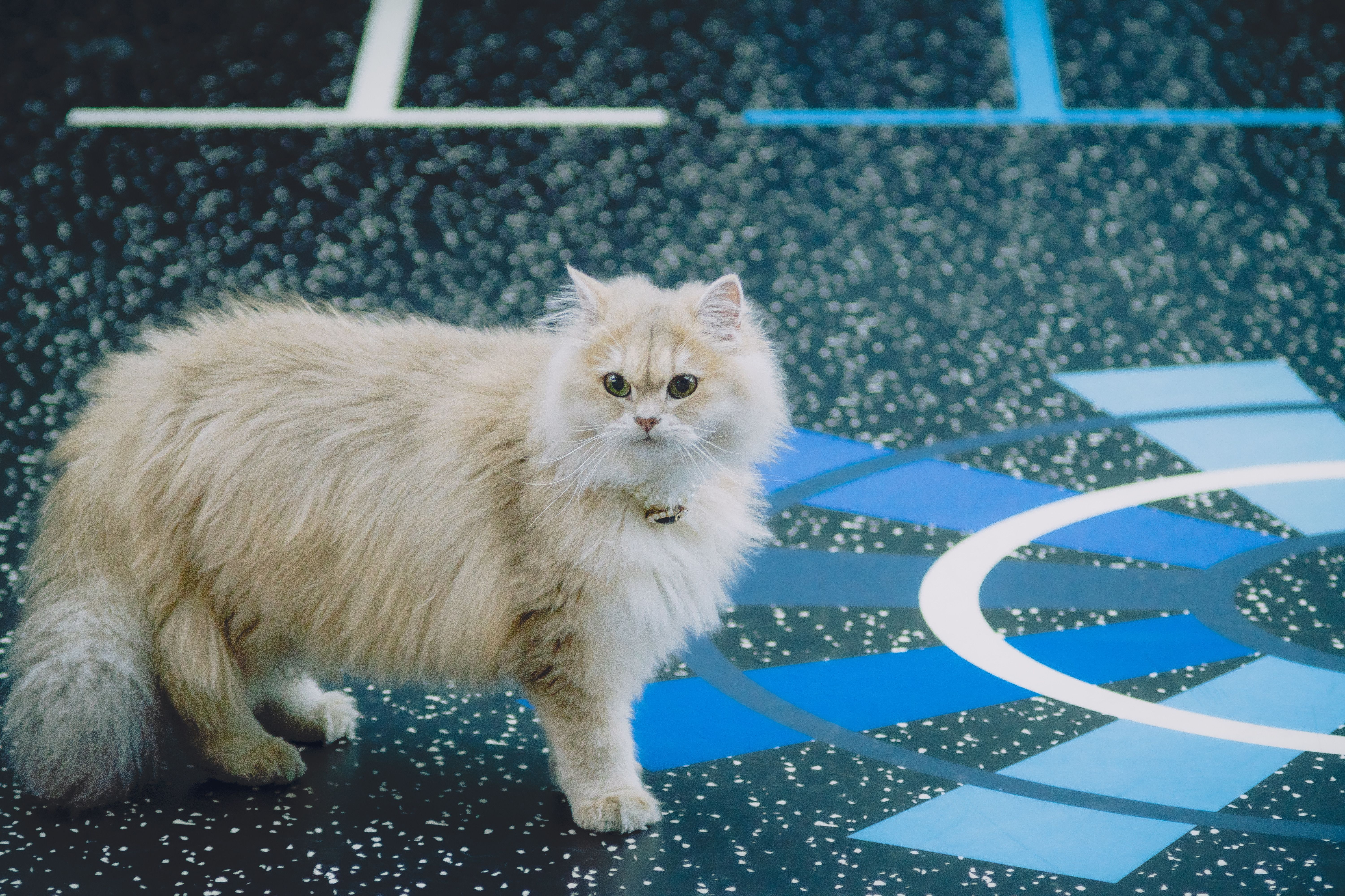 Maxwell The Cat Photos, Download The BEST Free Maxwell The Cat Stock ...
