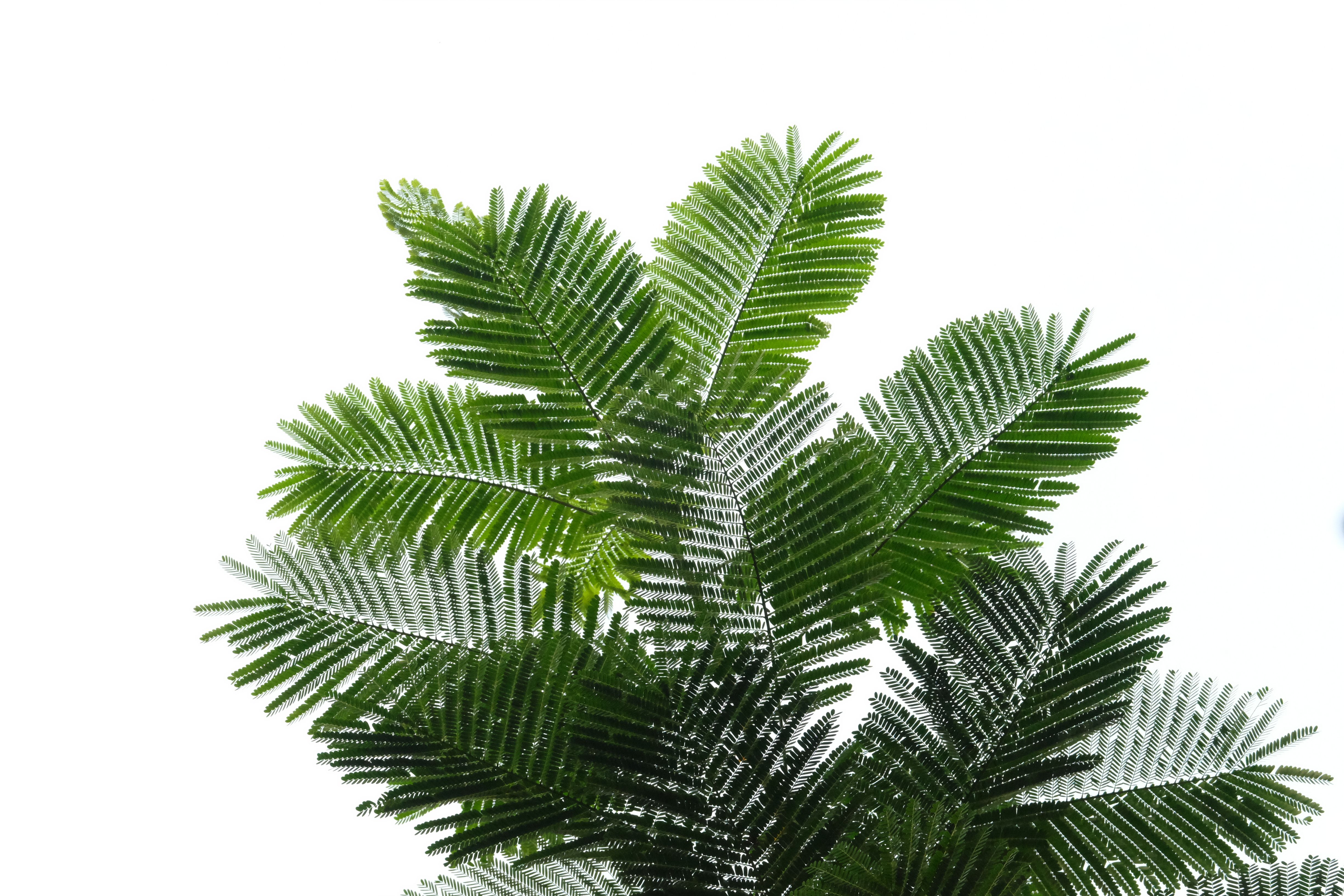Tree+Clipart+Transparent+Background Photos, Download The BEST Free Tree ...