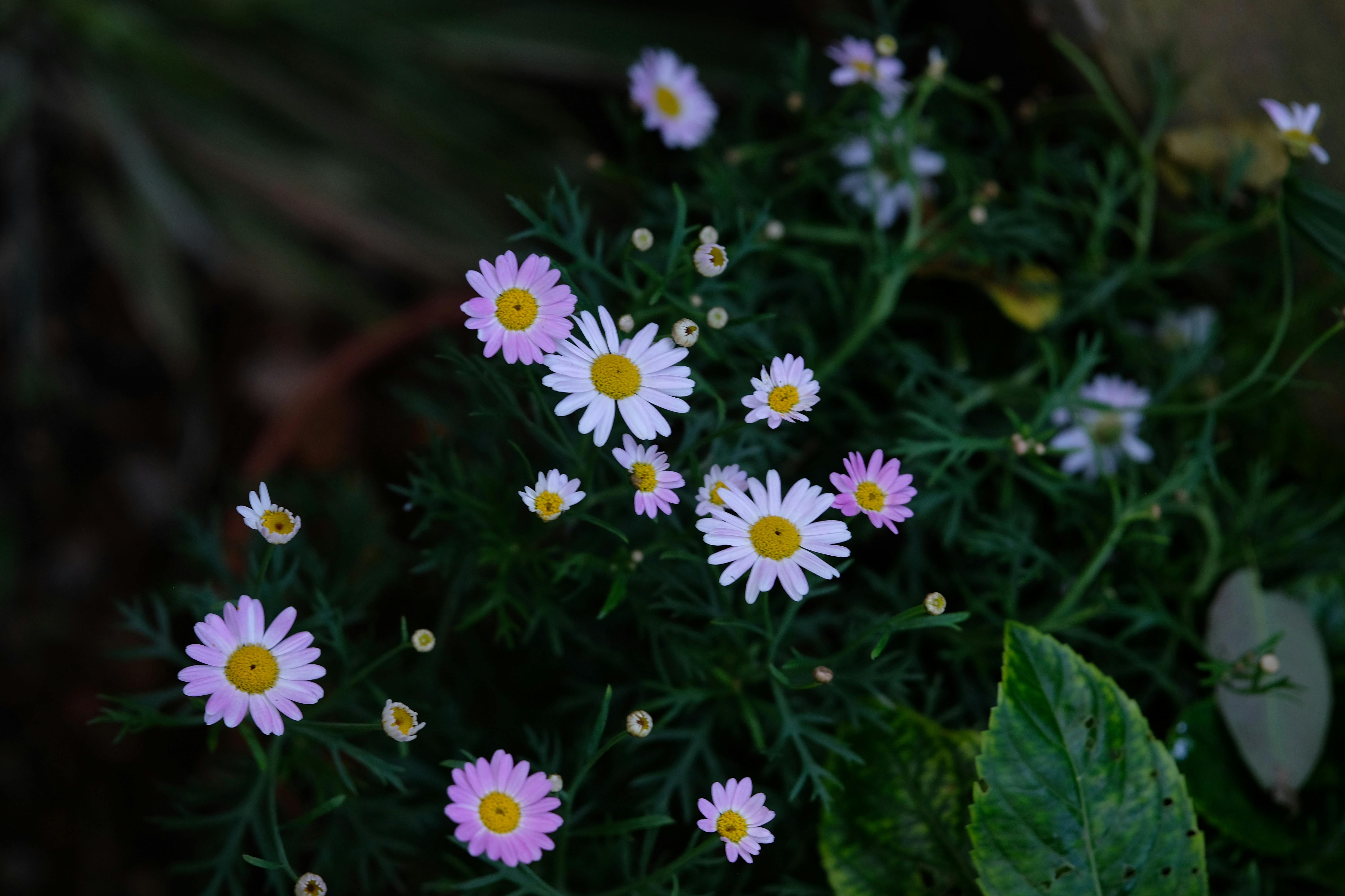 Free+Video+Bokep+Viral+Full+Hd Photos, Download The BEST Free Free+Video+Bokep+Viral+Full+Hd ...