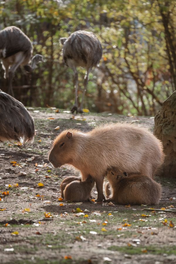 4k Desktop Wallpaper Capybara Cartoon Photos, Download The BEST Free 4k ...