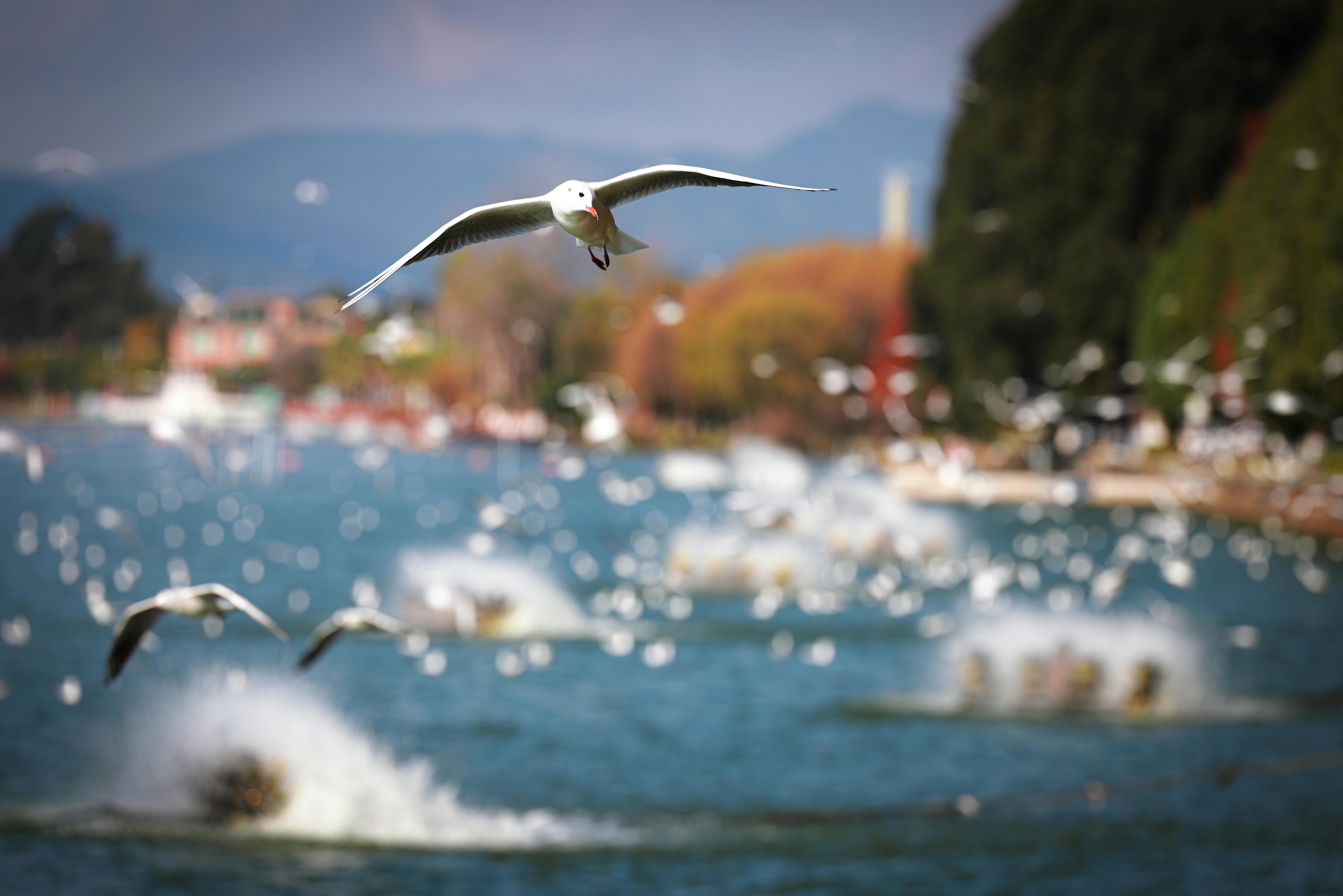 Bokeh Apex Jepang Photos, Download The BEST Free Bokeh Apex Jepang ...