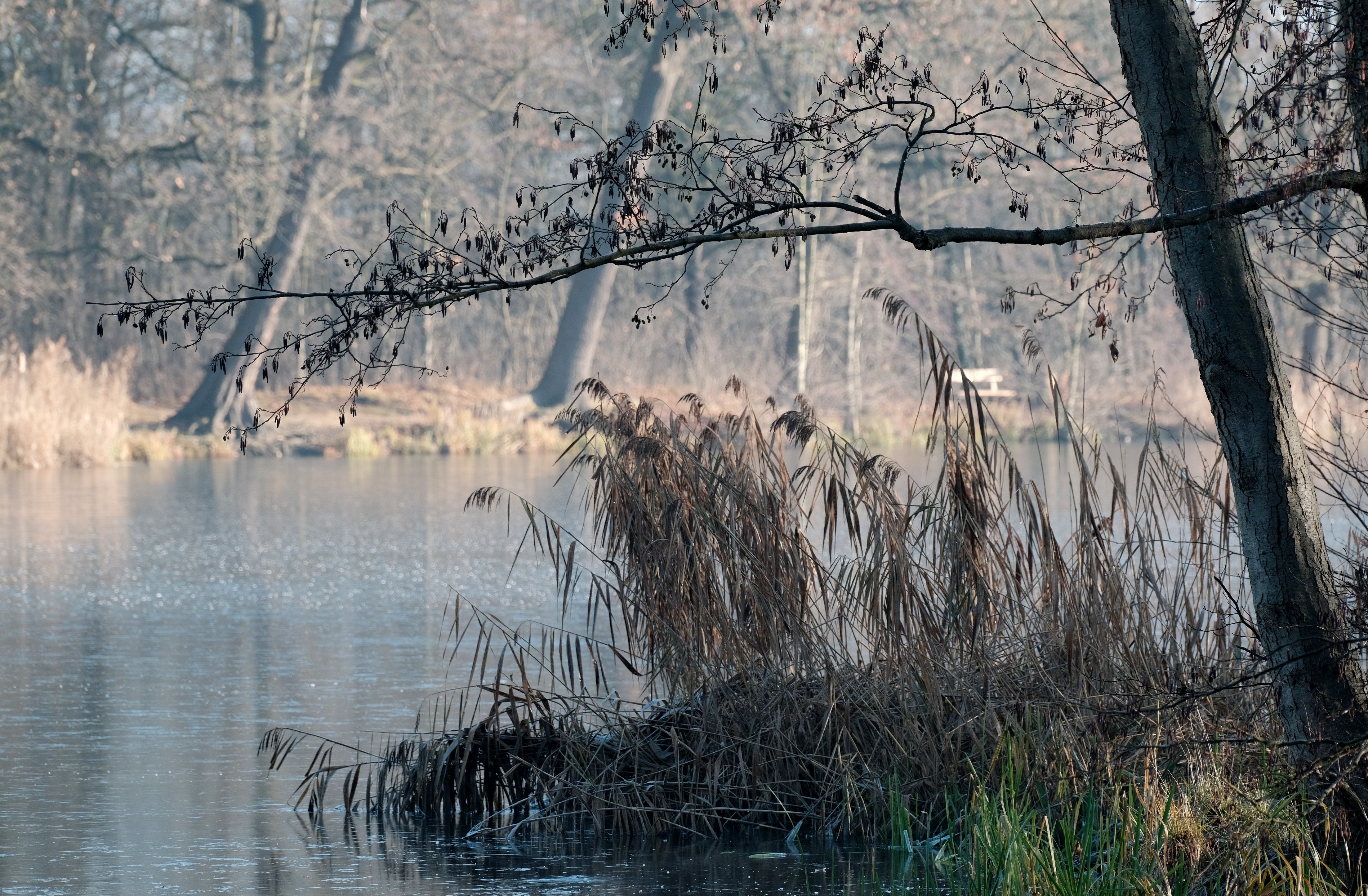 Serene Winter Lake in Warsaw Park · Free Stock Photo