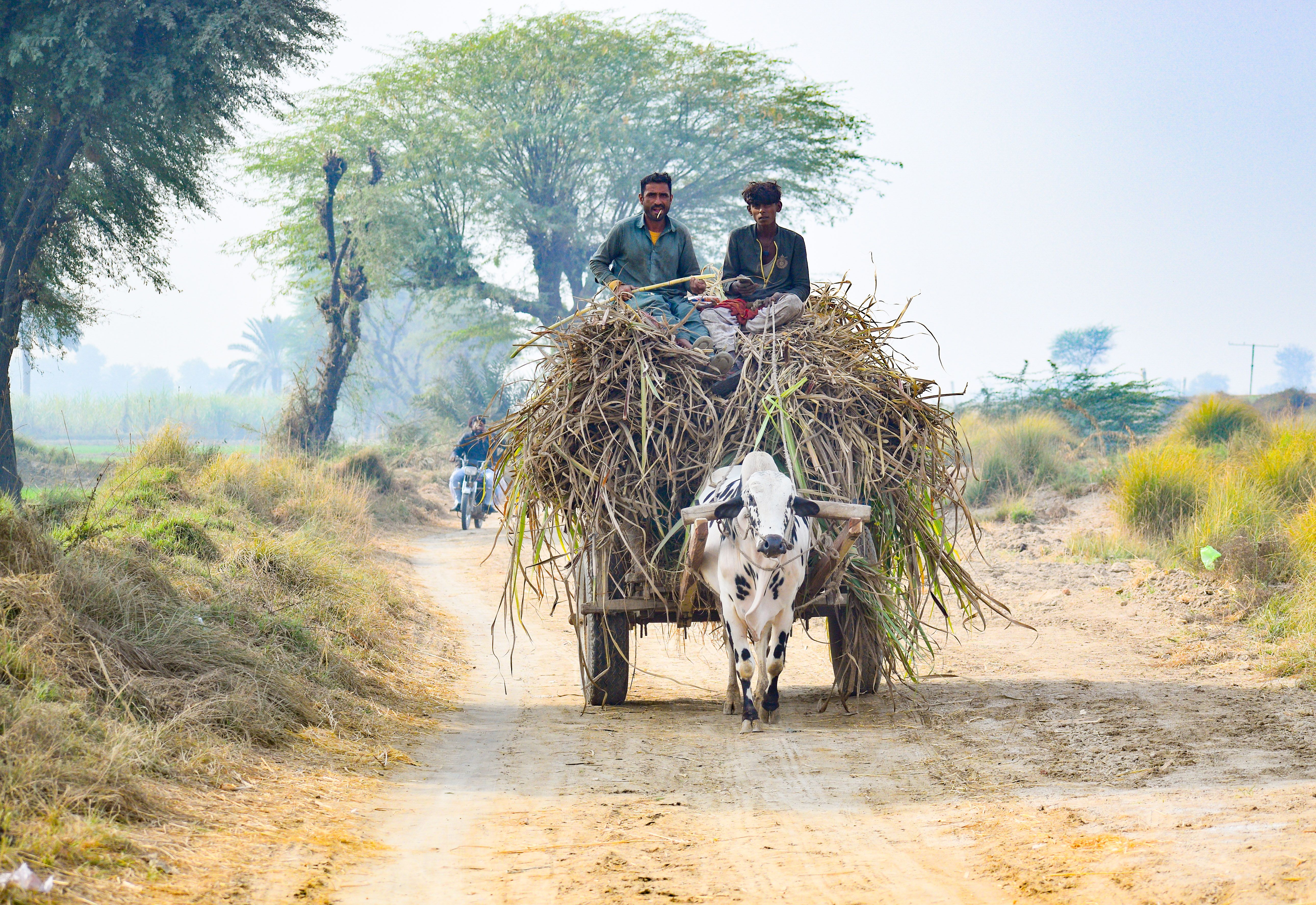 Ox Cart on Rural Road in Sindh, Pakistan · Free Stock Photo