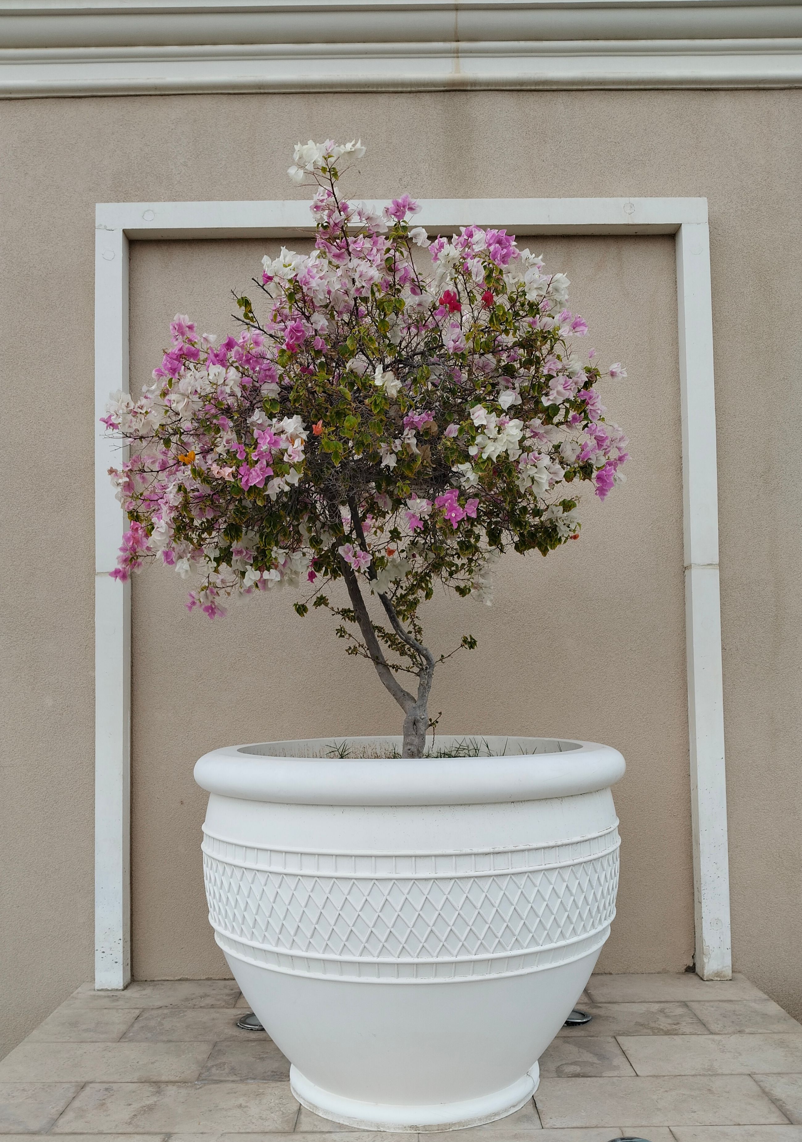 Large Flower Background Photos, Download The BEST Free Large Flower ...
