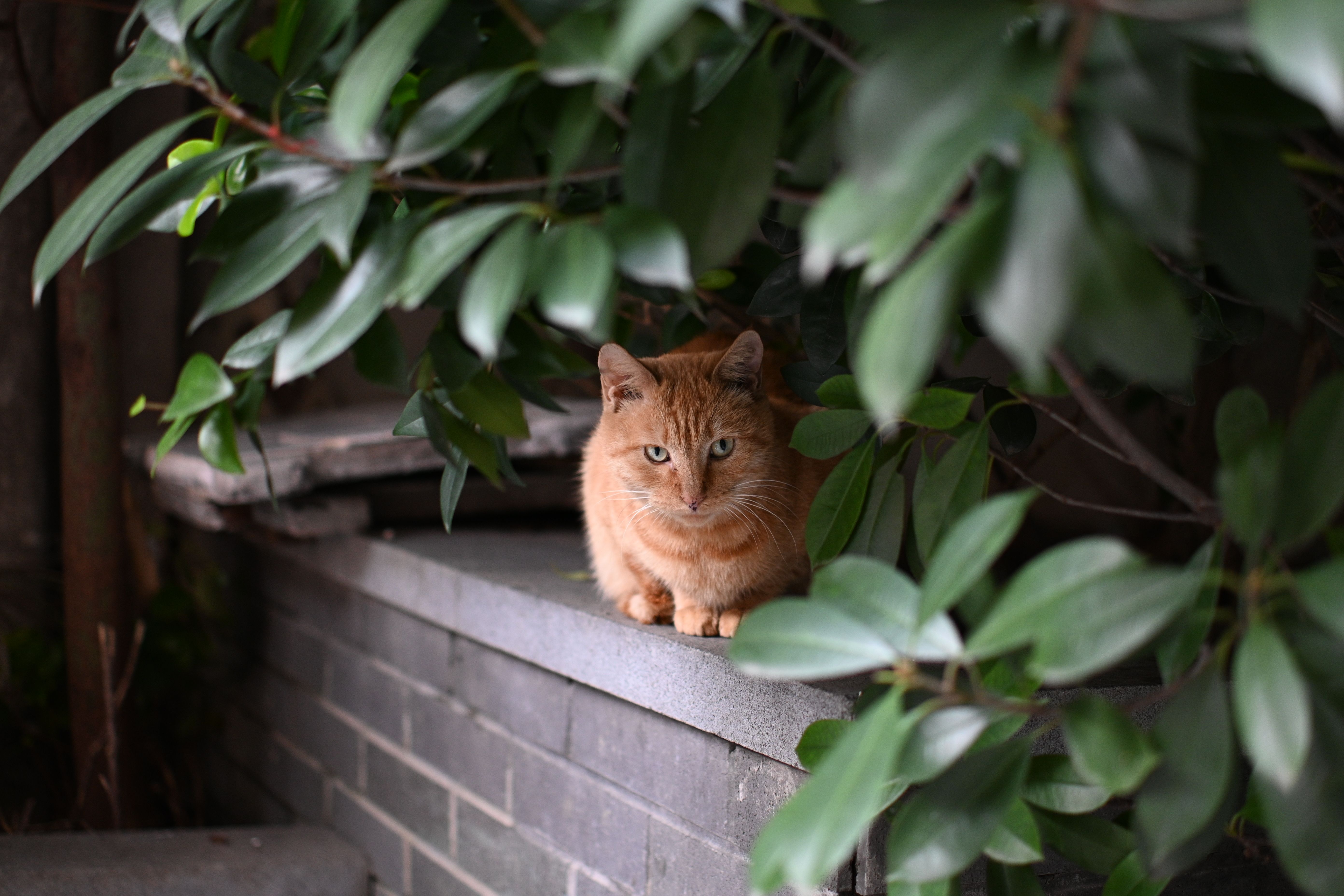 Goofy Cat Photos, Download The BEST Free Goofy Cat Stock Photos & HD Images