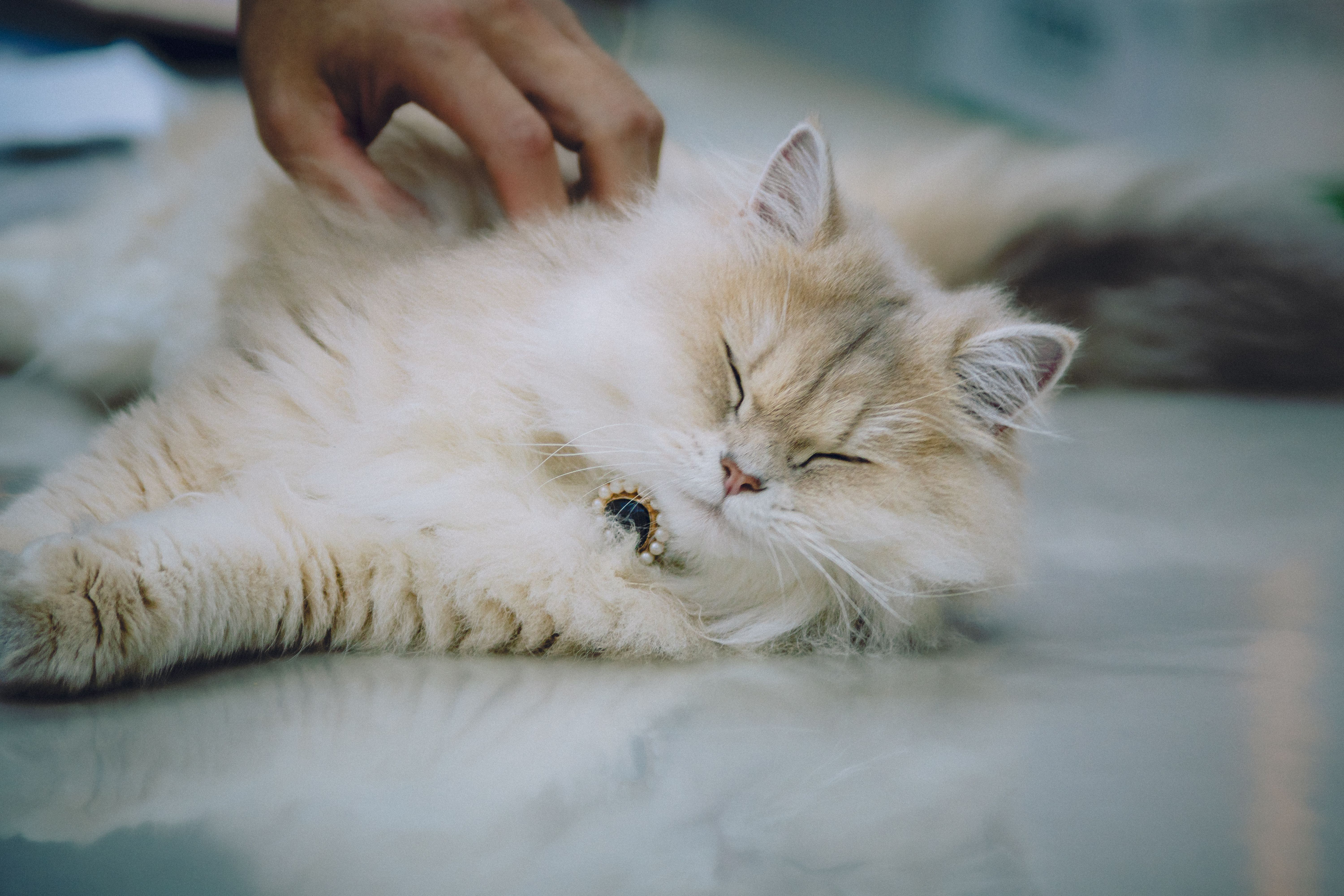 Maxwell The Cat Photos, Download The BEST Free Maxwell The Cat Stock ...
