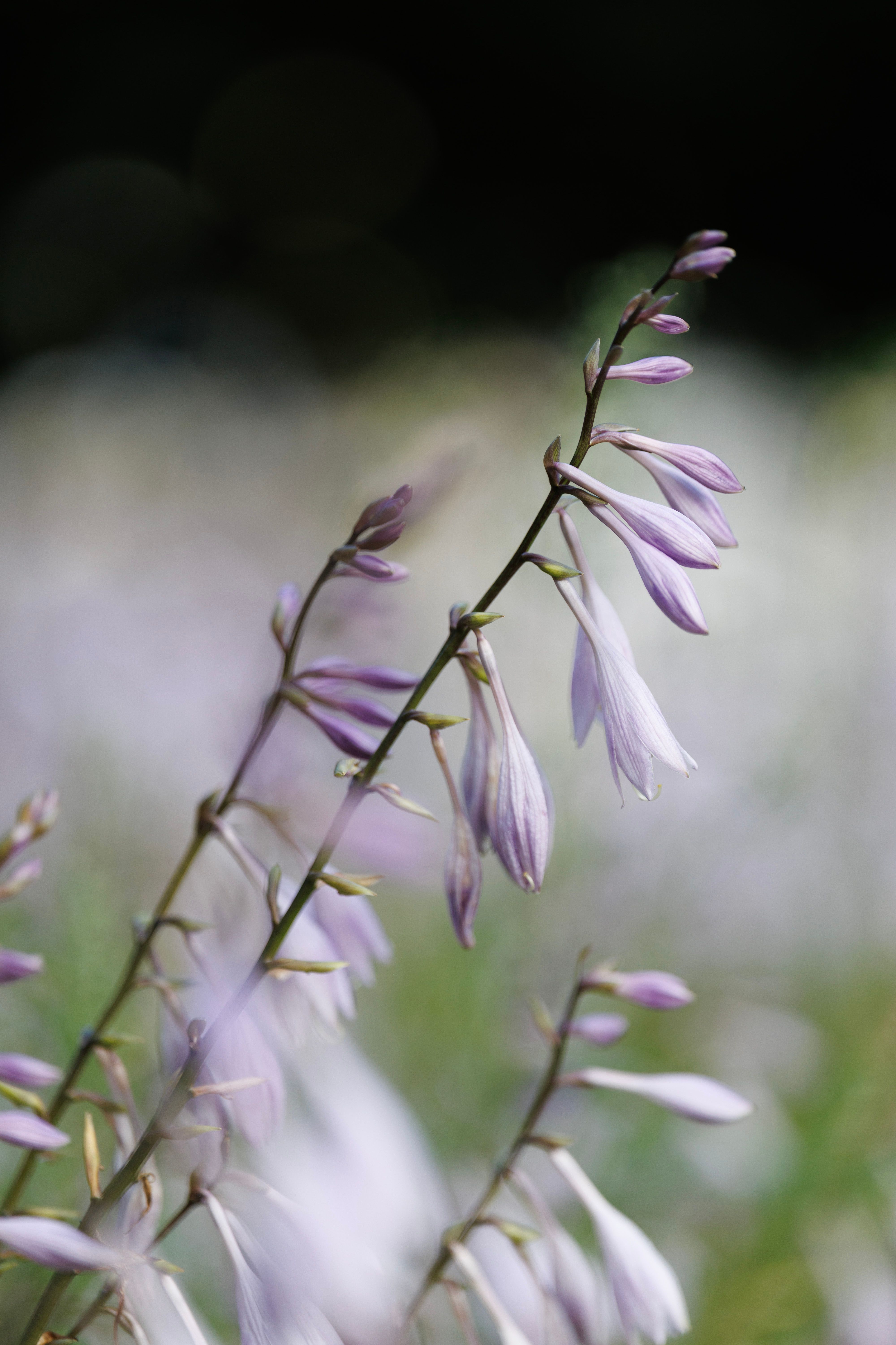 Elegant Purple Hosta Flowers in Bloom · Free Stock Photo