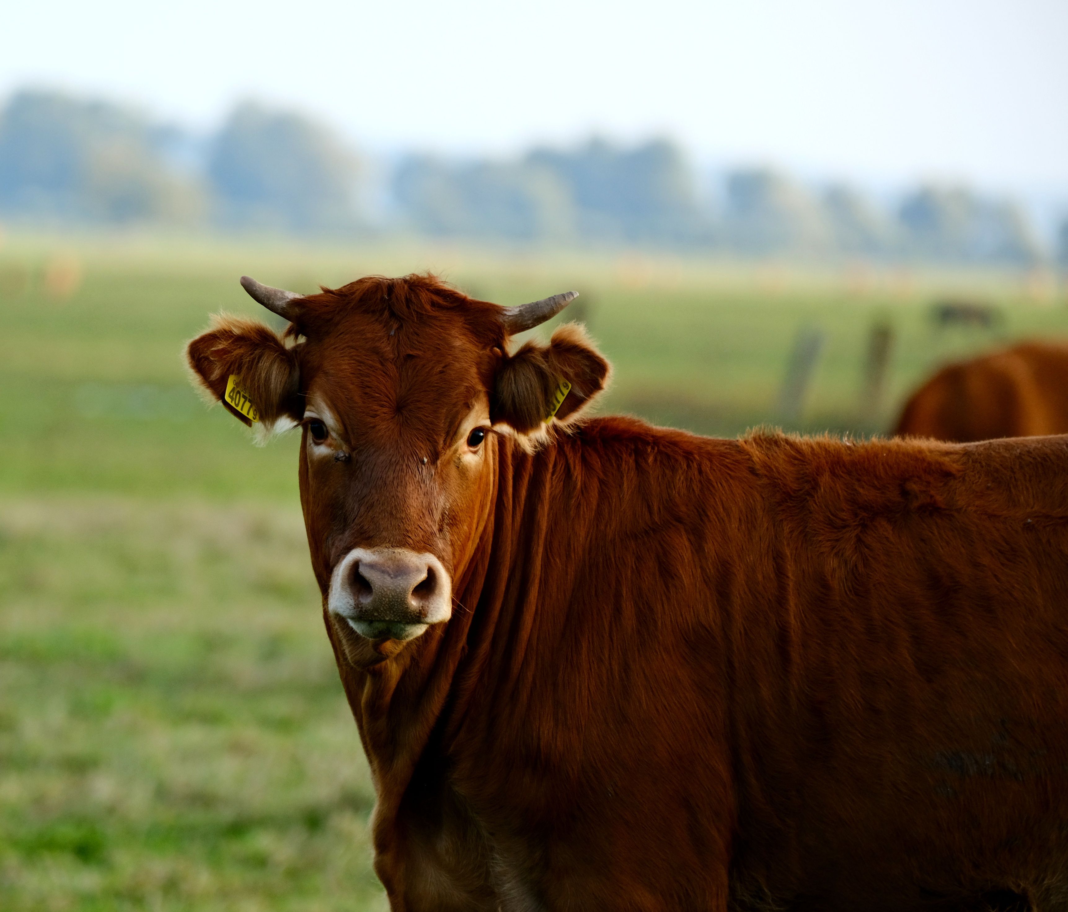 Rewards.Microsoft Cow Photos, Download The BEST Free Rewards.Microsoft ...