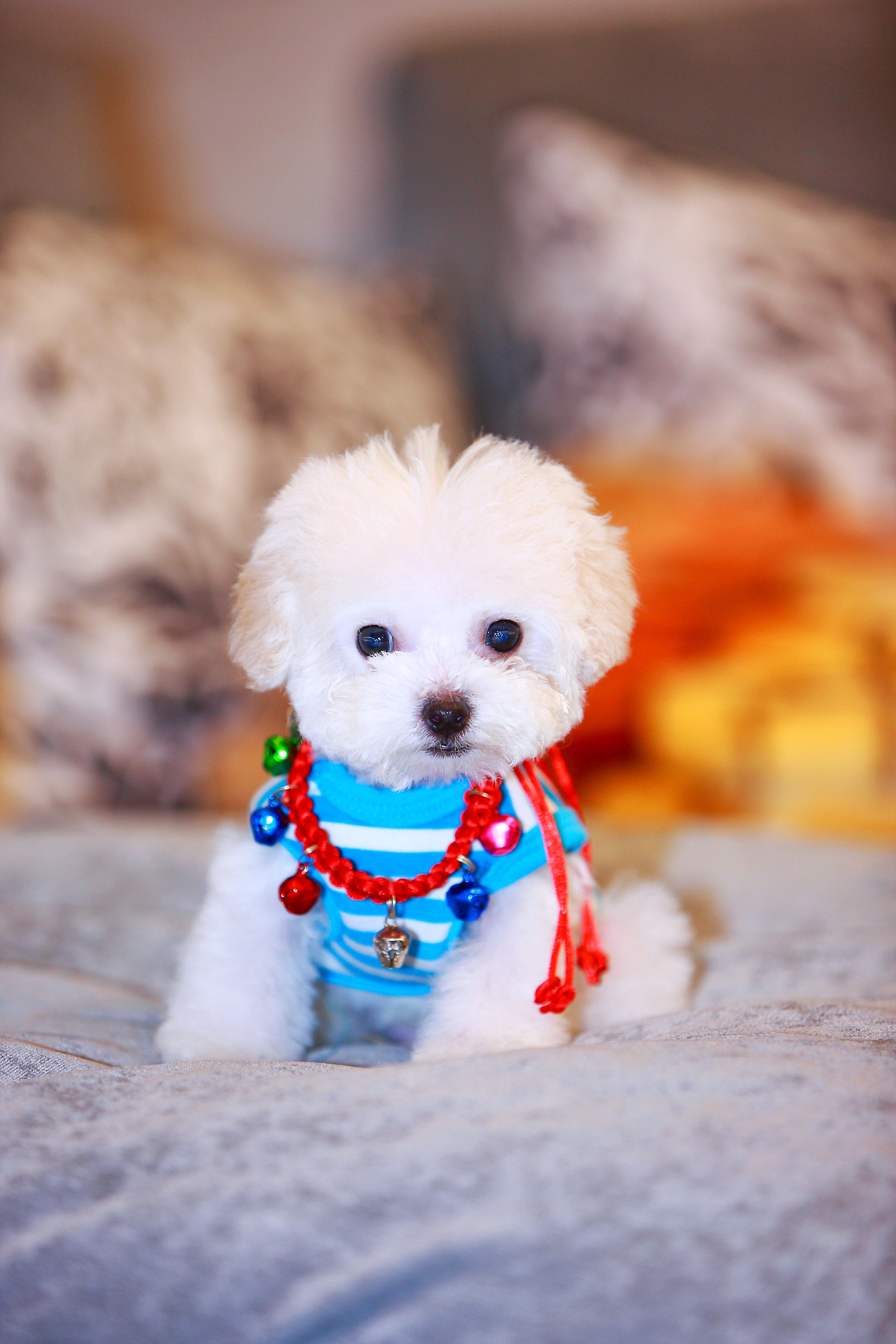 Small Dog Photos, Download The BEST Free Small Dog Stock Photos & HD Images