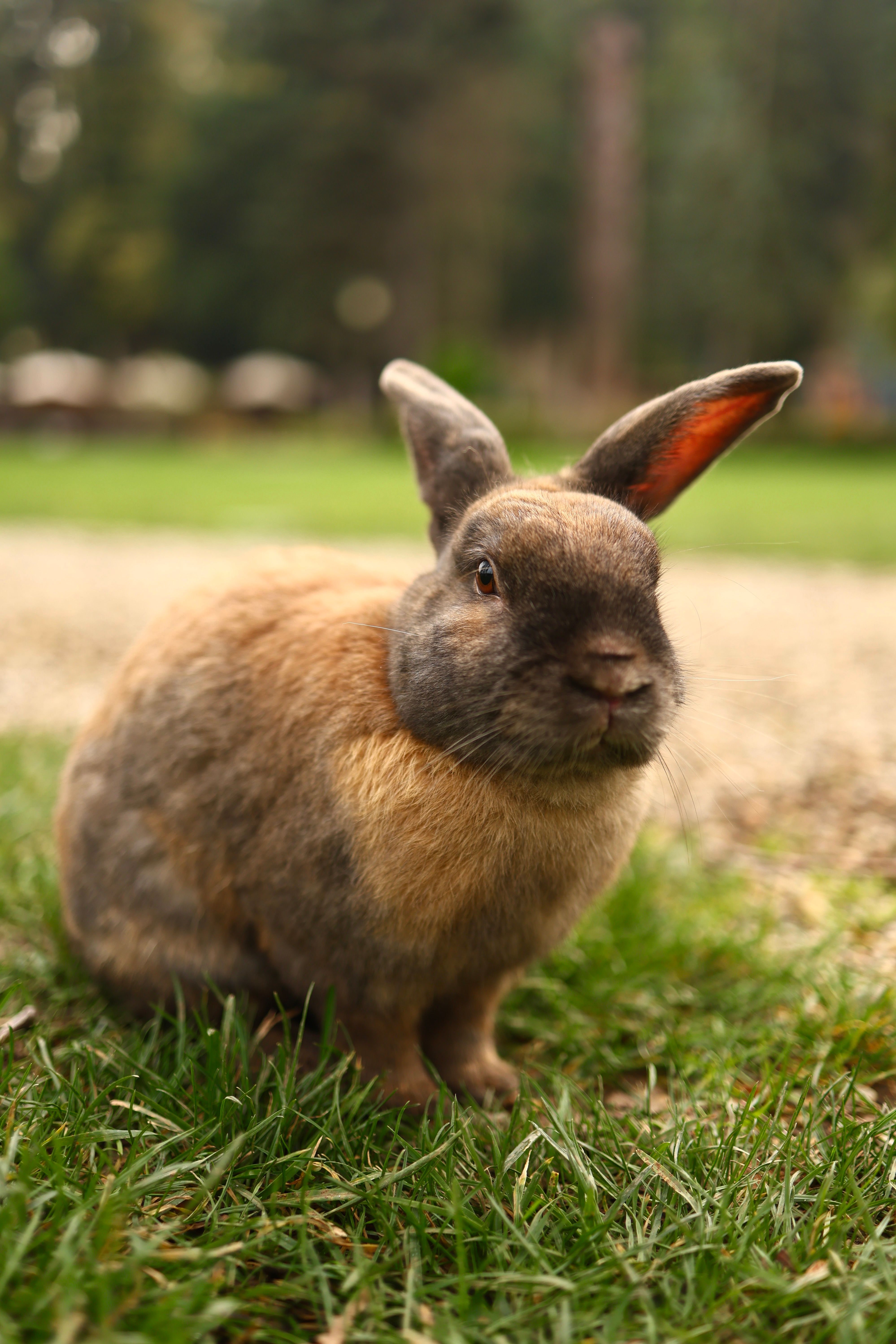 Rabbit Portrait Photos, Download The BEST Free Rabbit Portrait Stock ...
