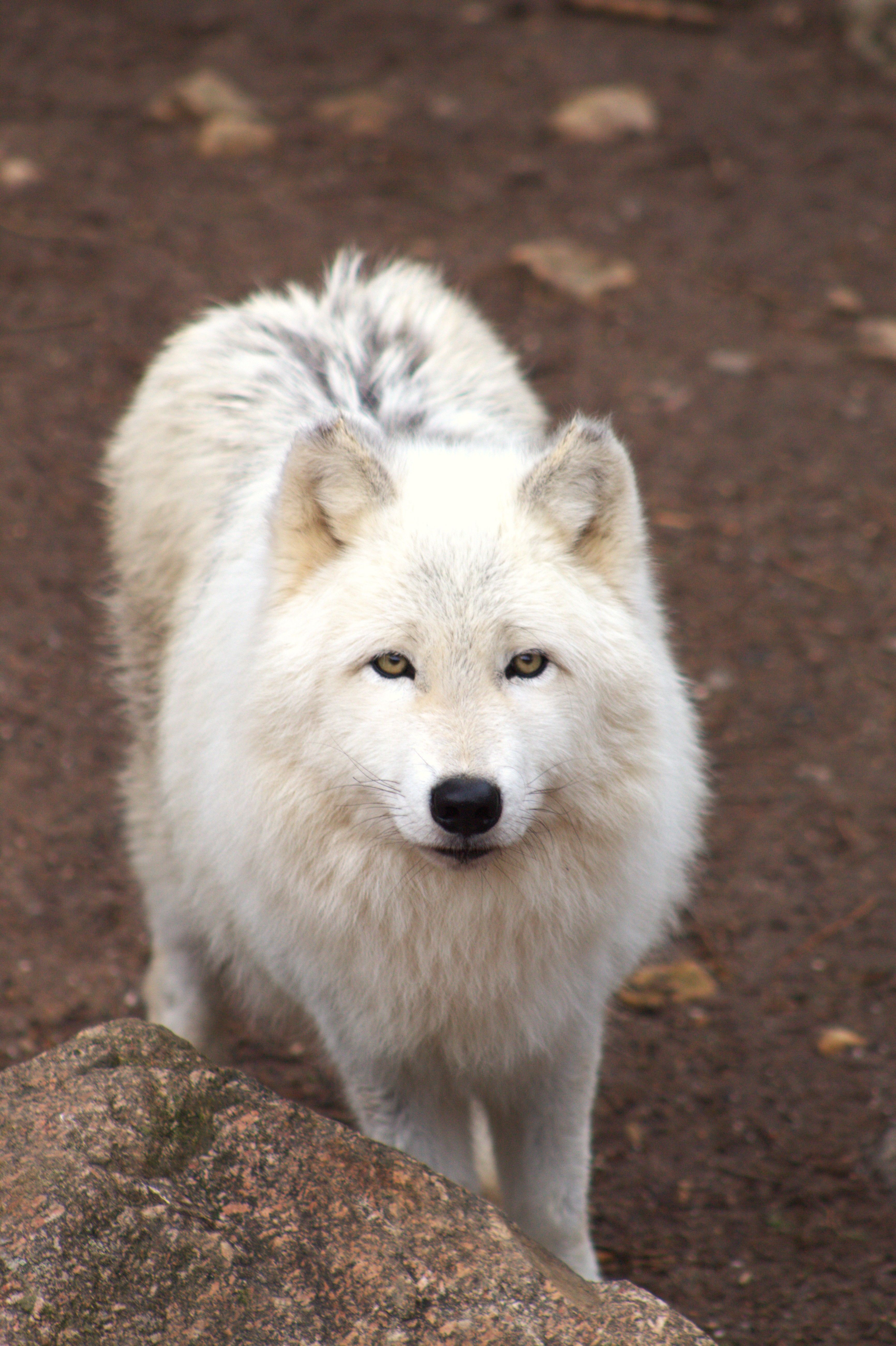 Majestic Arctic Wolf Standing on Rocky Terrain · Free Stock Photo