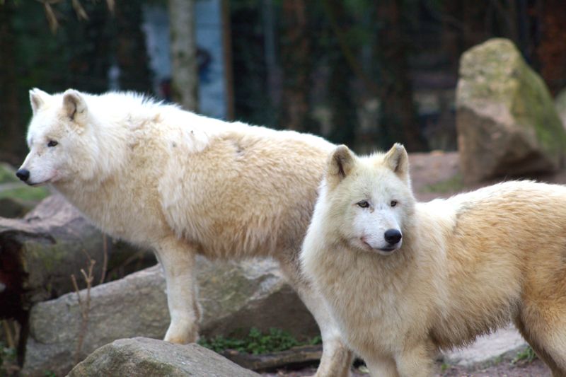 Wolves Photos, Download The BEST Free Wolves Stock Photos & HD Images