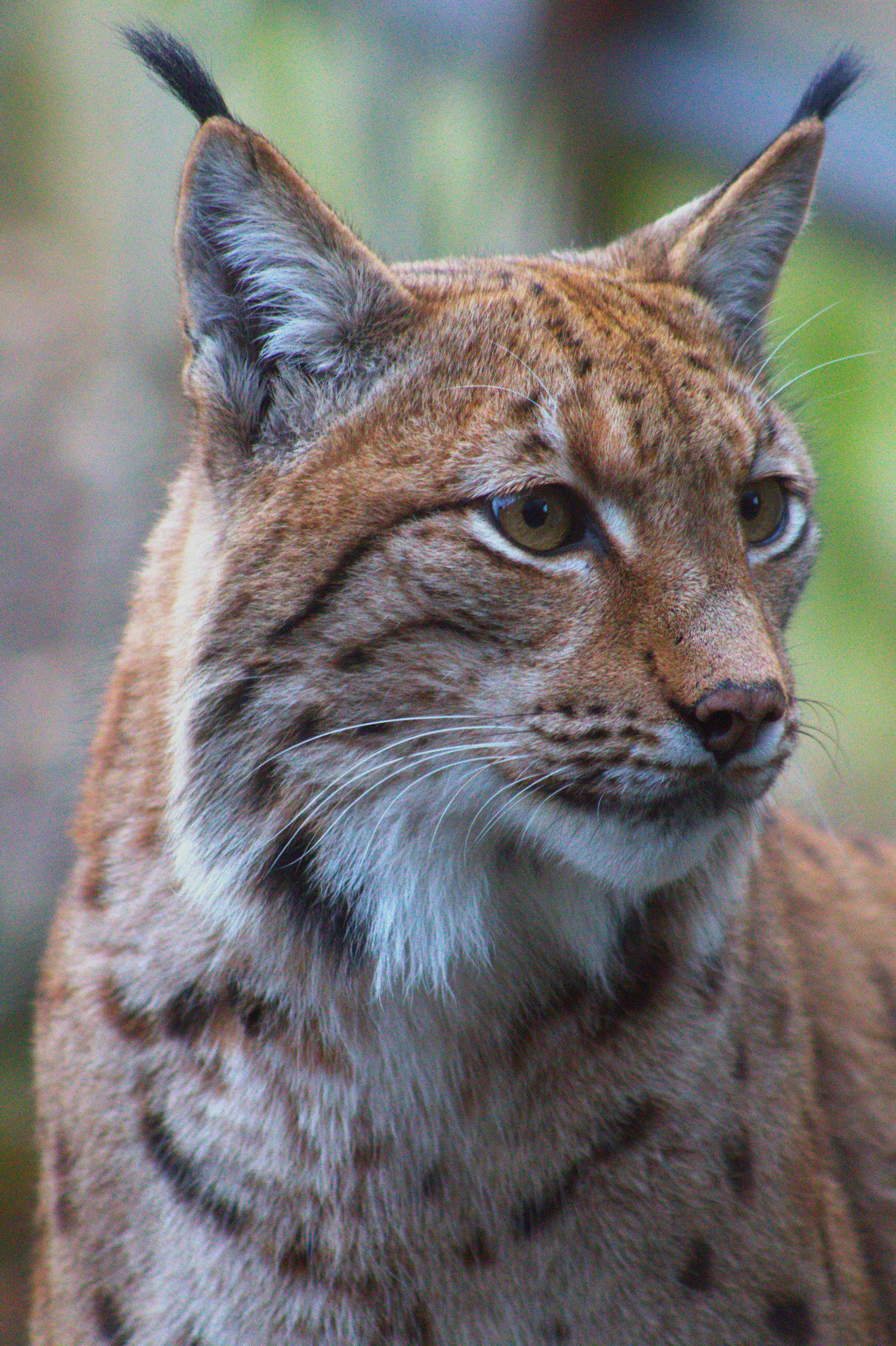 Big+Boody+Latina+Twerking Photos, Download The BEST Free Big+Boody ...