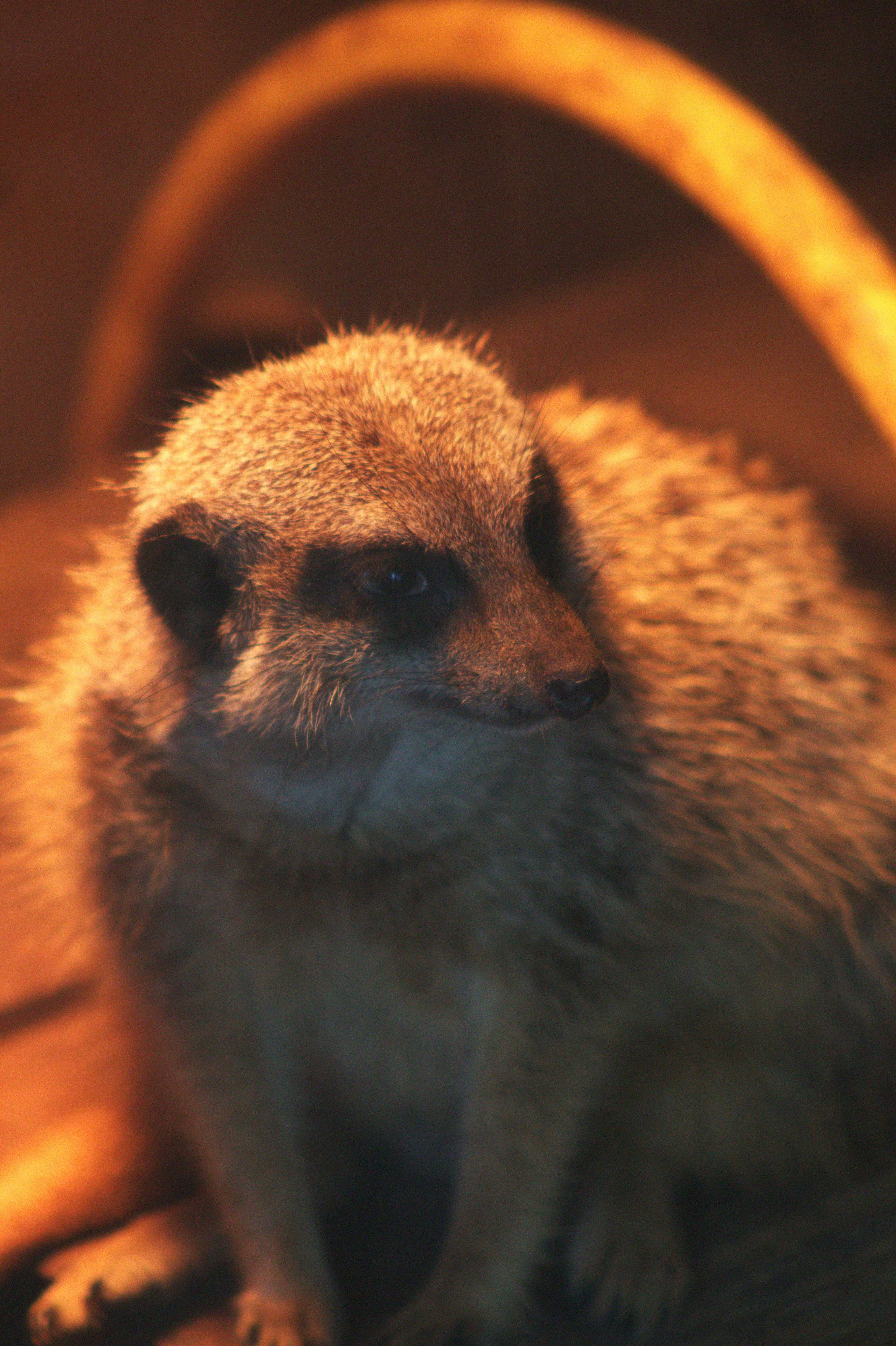 Martin Animals - Photography