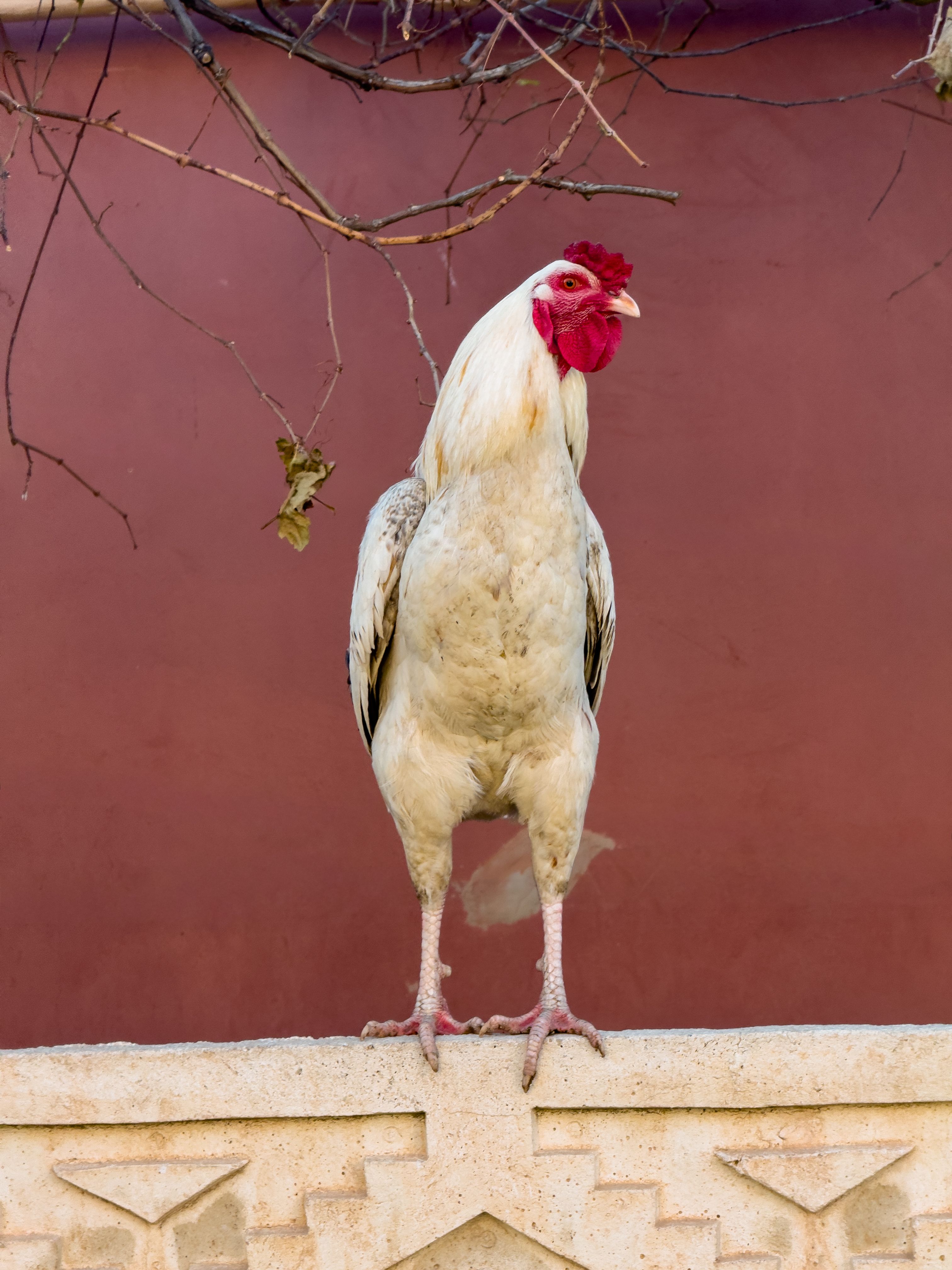 Majestic Rooster on Ornate Stone Wall · Free Stock Photo