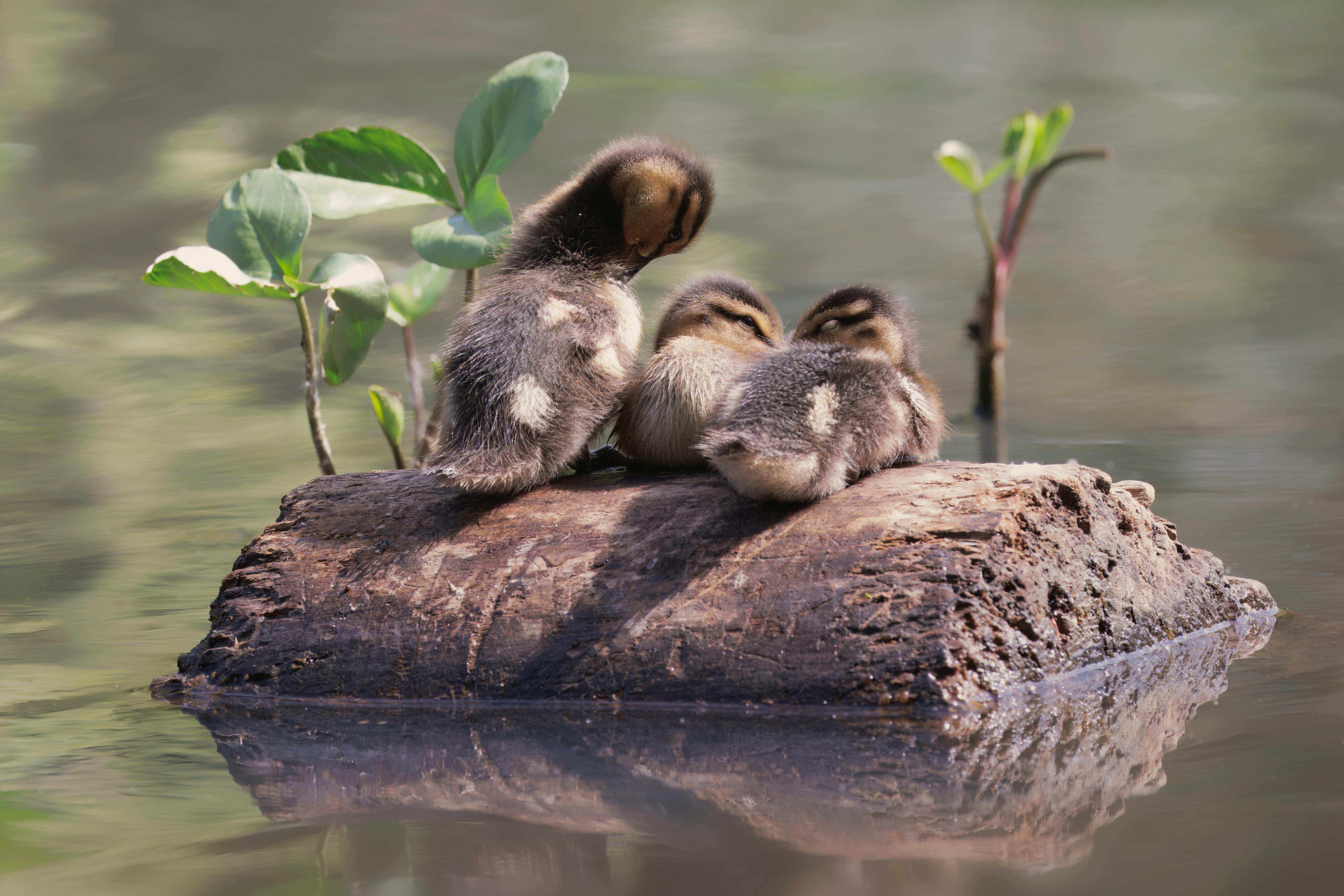 Snapfish+Account+Log+In+Page Photos, Download The BEST Free Snapfish ...