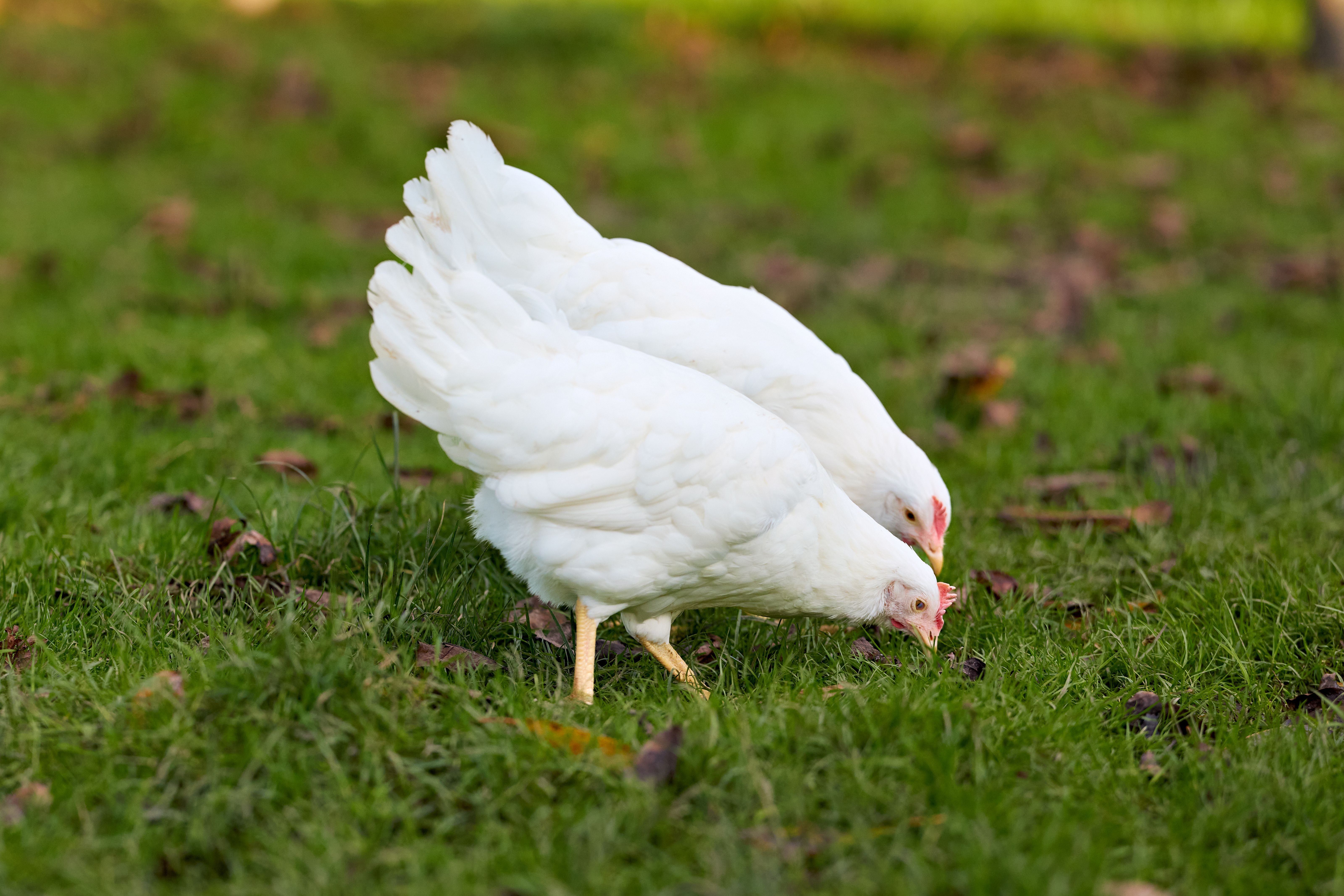 Free-Range White Chickens Foraging on Grass · Free Stock Photo
