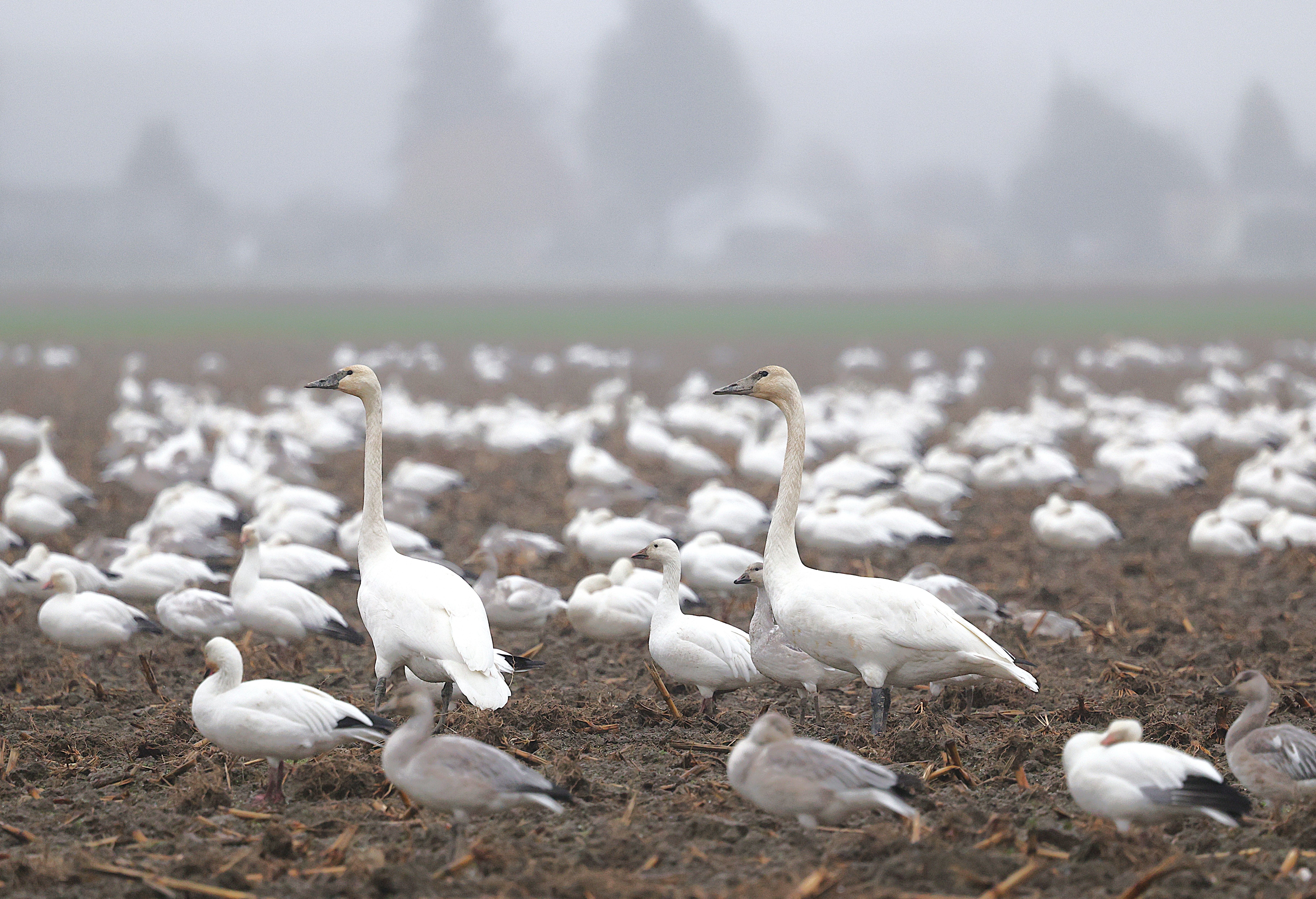 Overwintering Site Photos, Download The BEST Free Overwintering Site ...