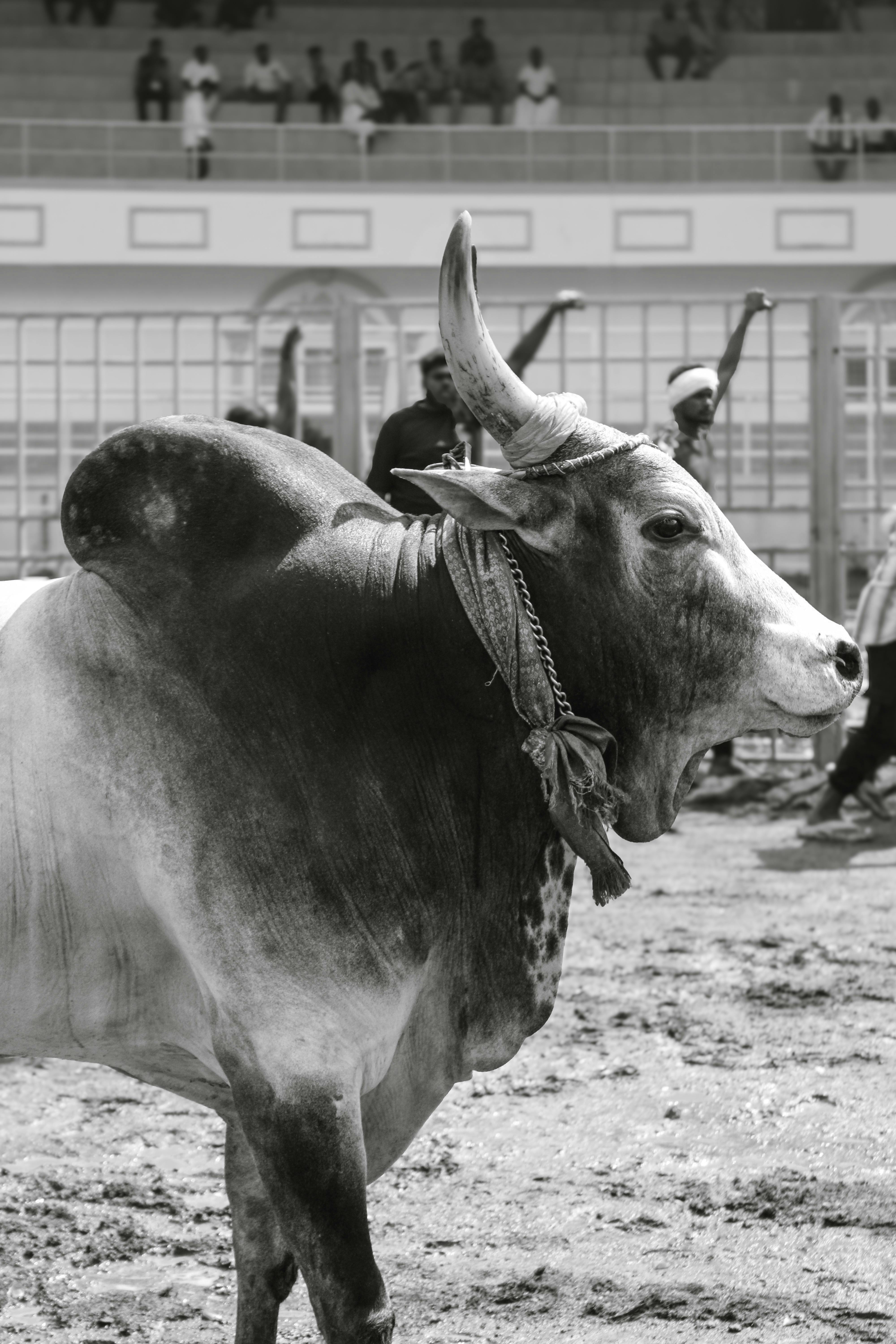 Indian+Spa+Sax Photos, Download The BEST Free Indian+Spa+Sax Stock ...