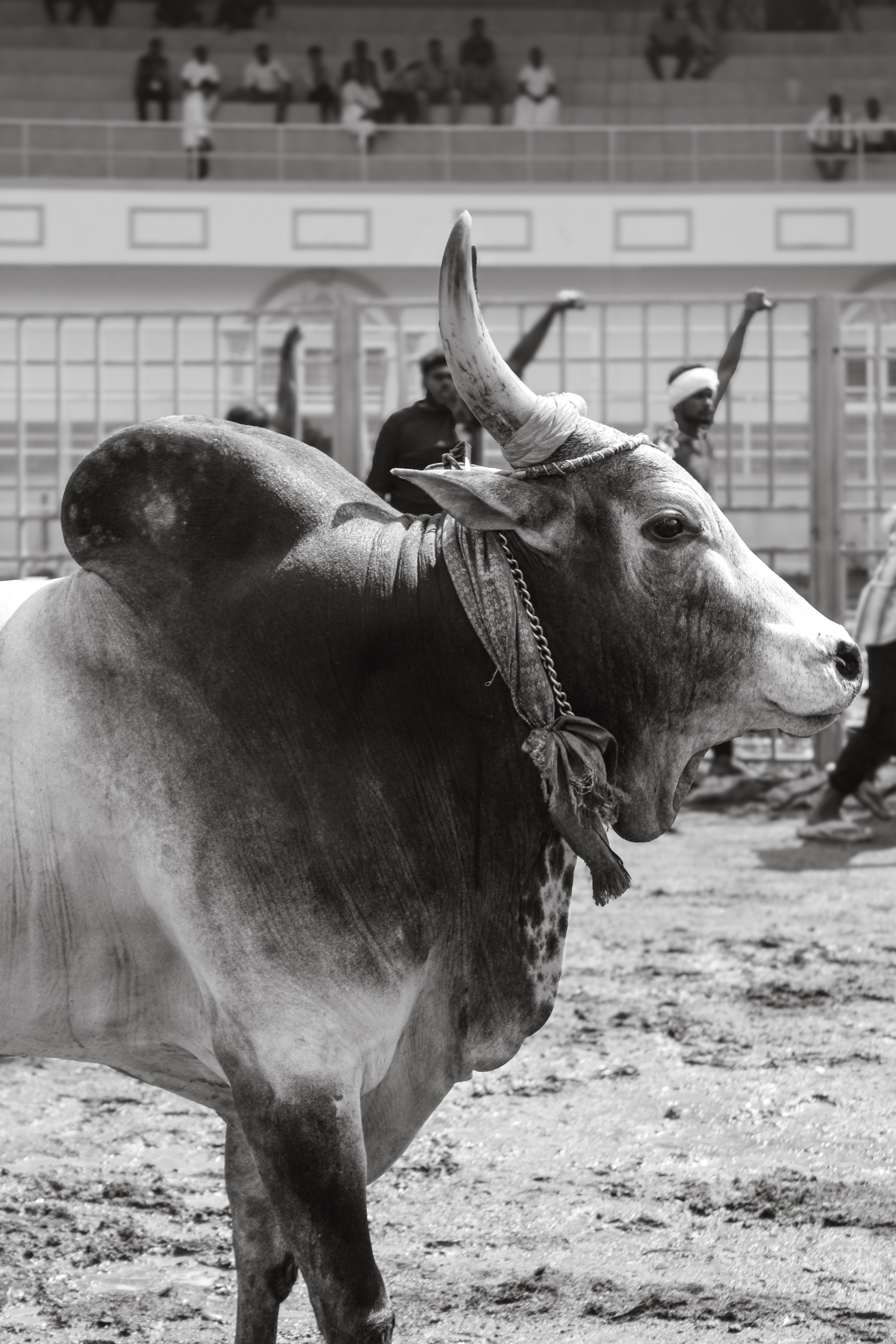 Fotografía De Primer Plano De Un Toro · Foto de stock gratuita
