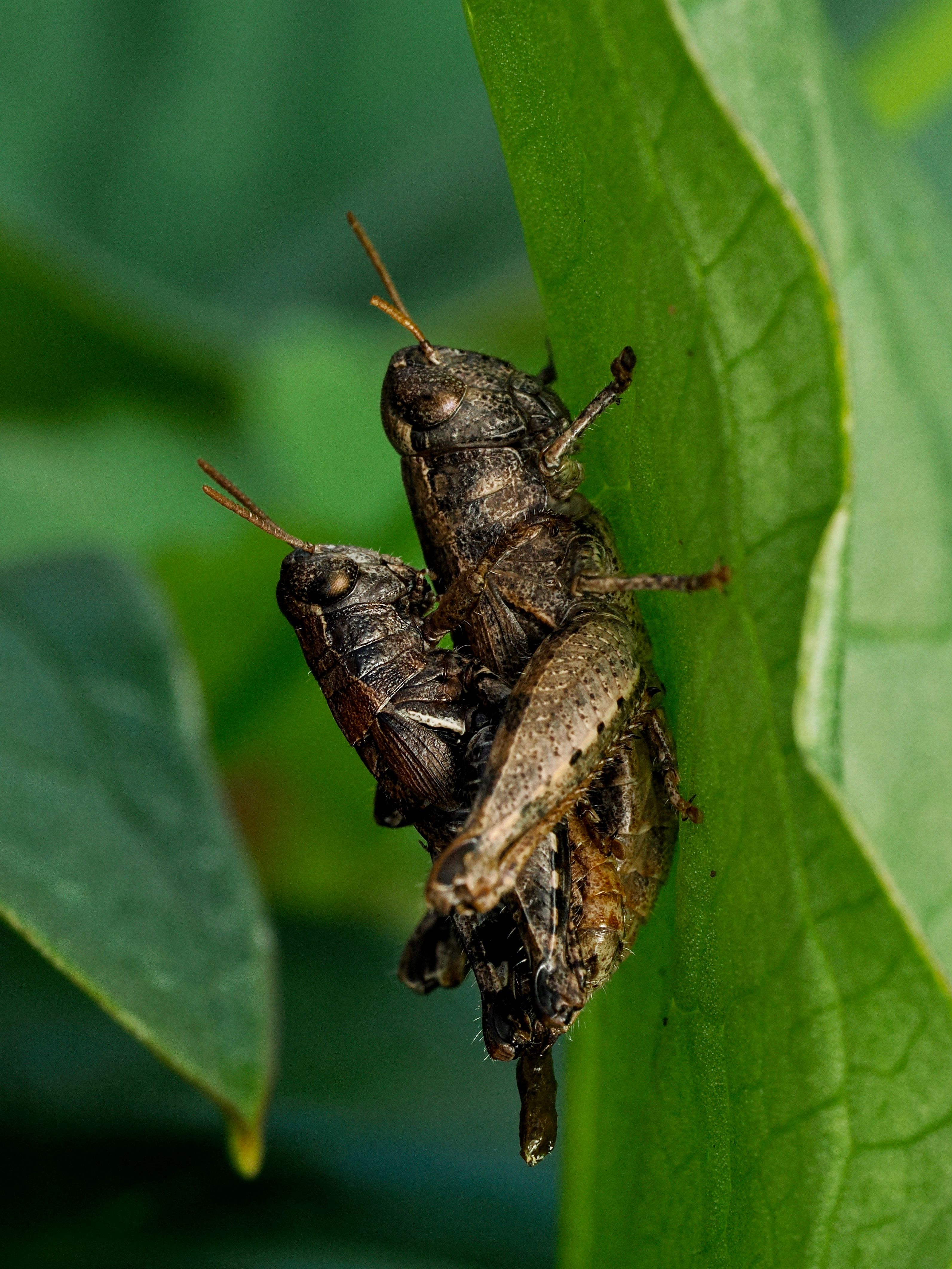 Shed Mating Photos, Download The BEST Free Shed Mating Stock Photos ...