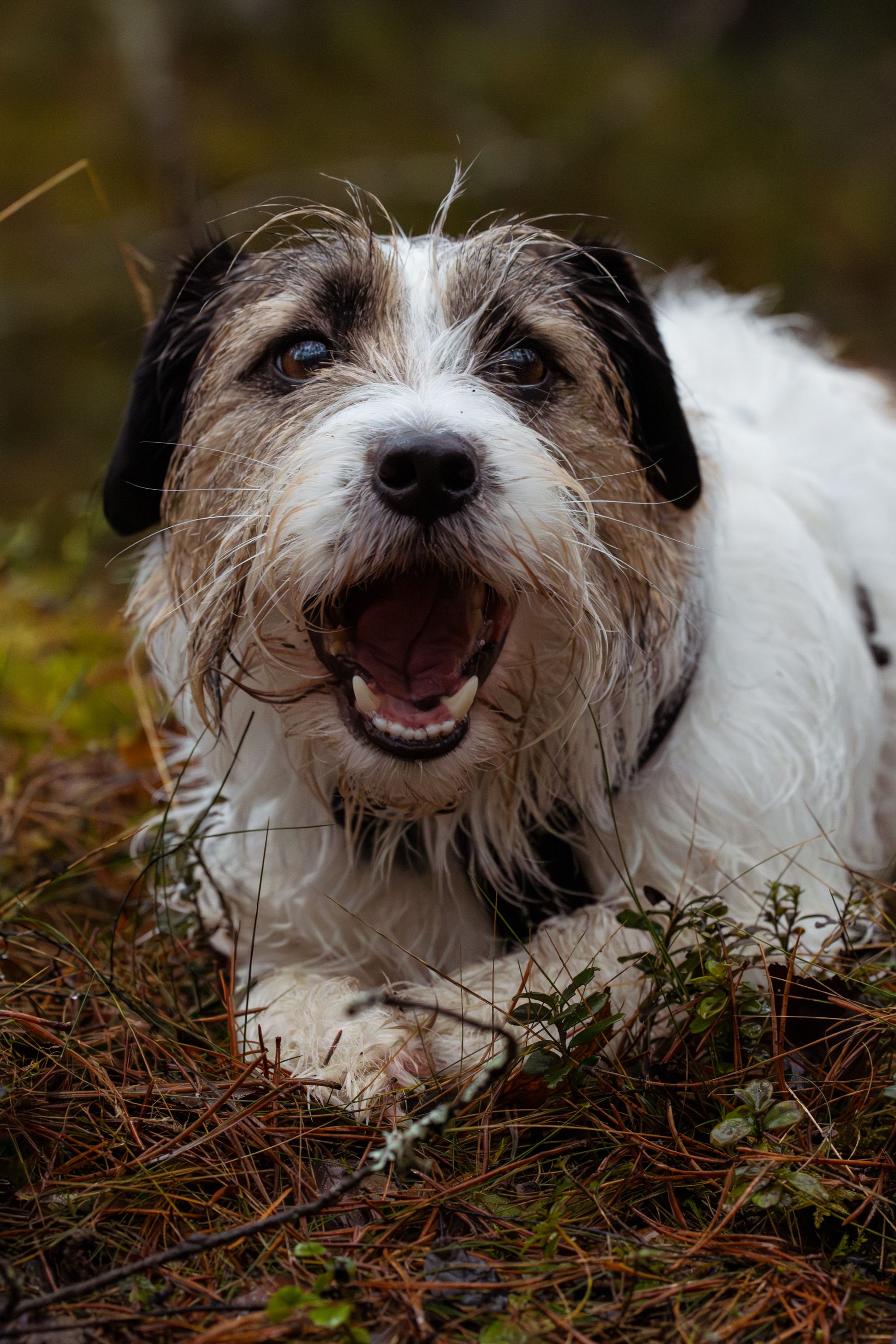 Happy Wild Animal Photos, Download The BEST Free Happy Wild Animal ...