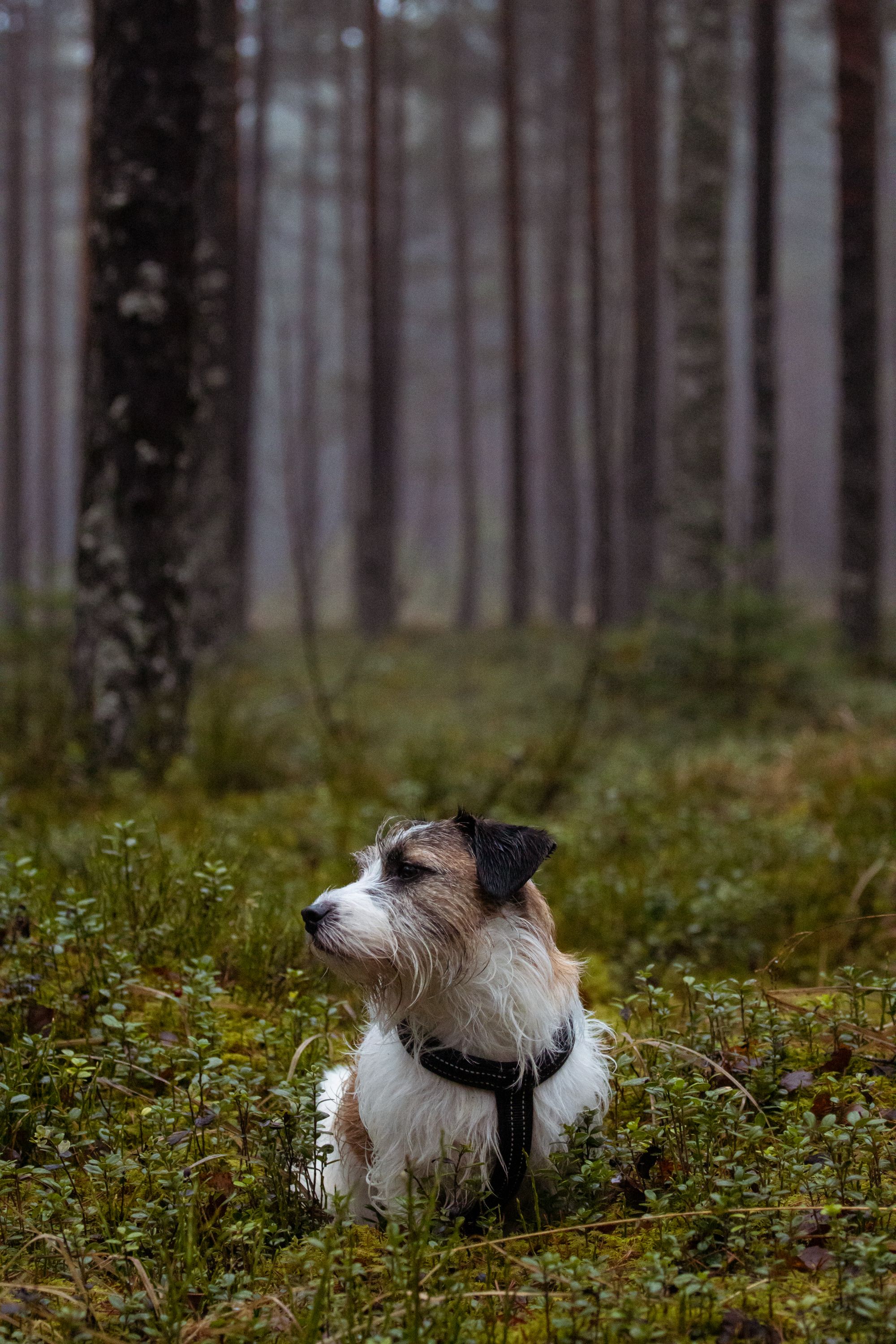 Jack Russell Terrier in Latvian Forest · Free Stock Photo