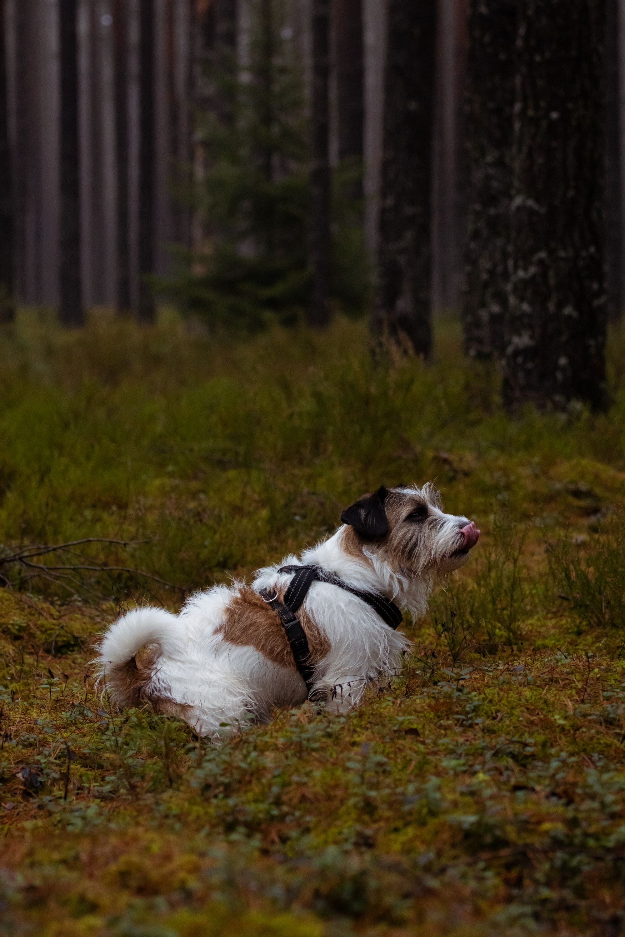 Hunting Photos, Download The BEST Free Hunting Stock Photos & HD Images
