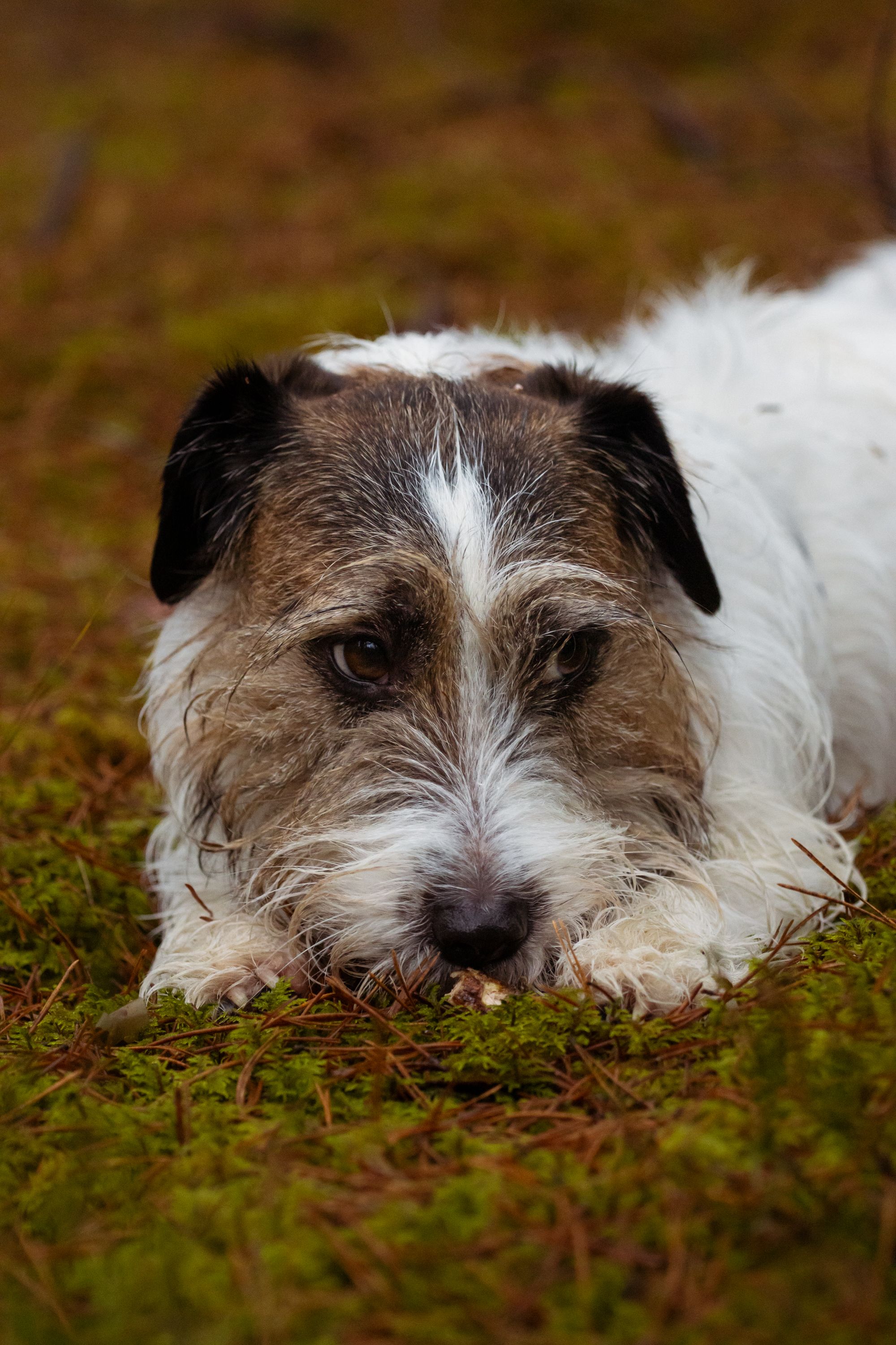 Relaxed Jack Russell Terrier Resting on Moss · Free Stock Photo