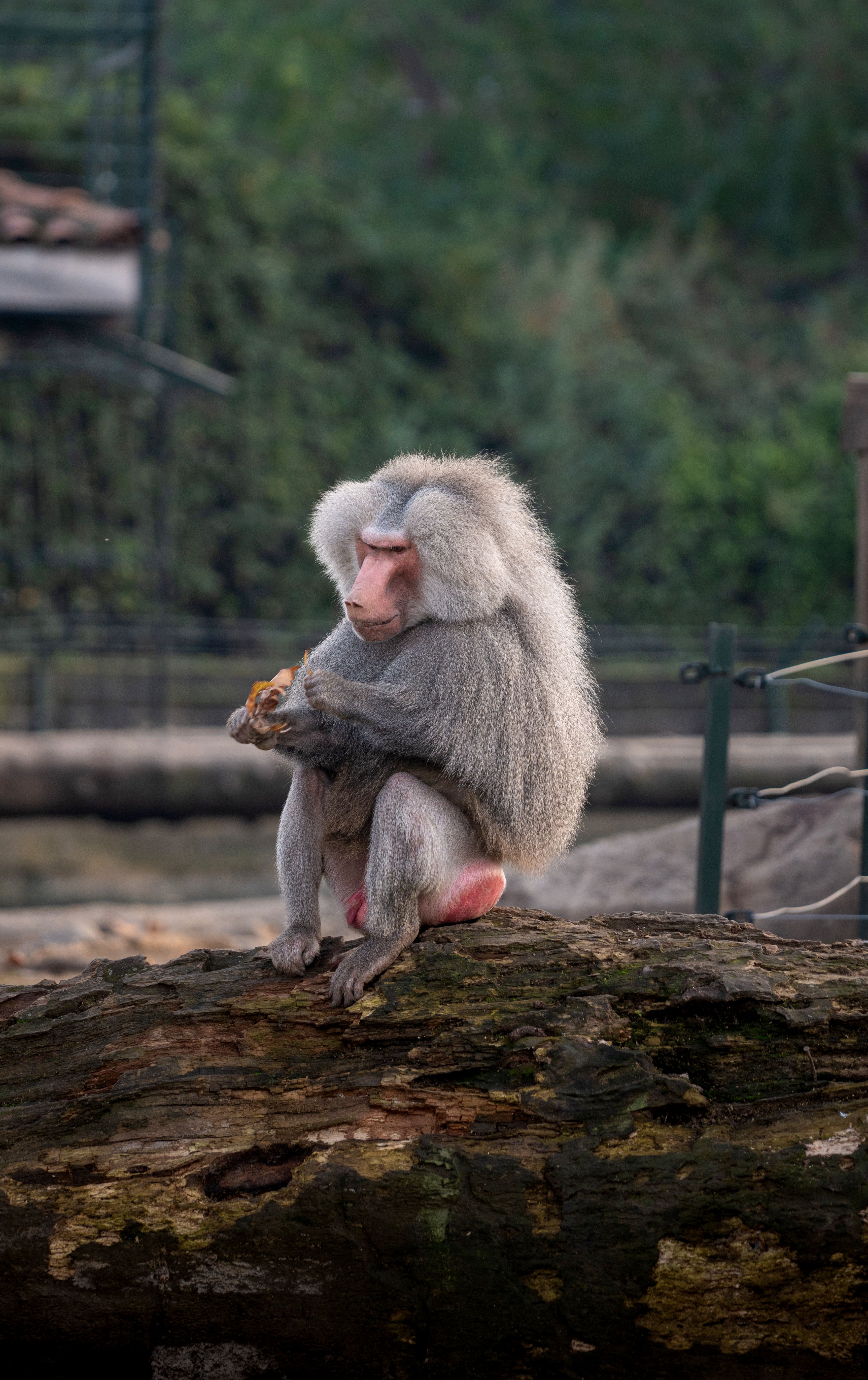 Hamadryas Baboon Sitting Calmly on a Tree · Free Stock Photo