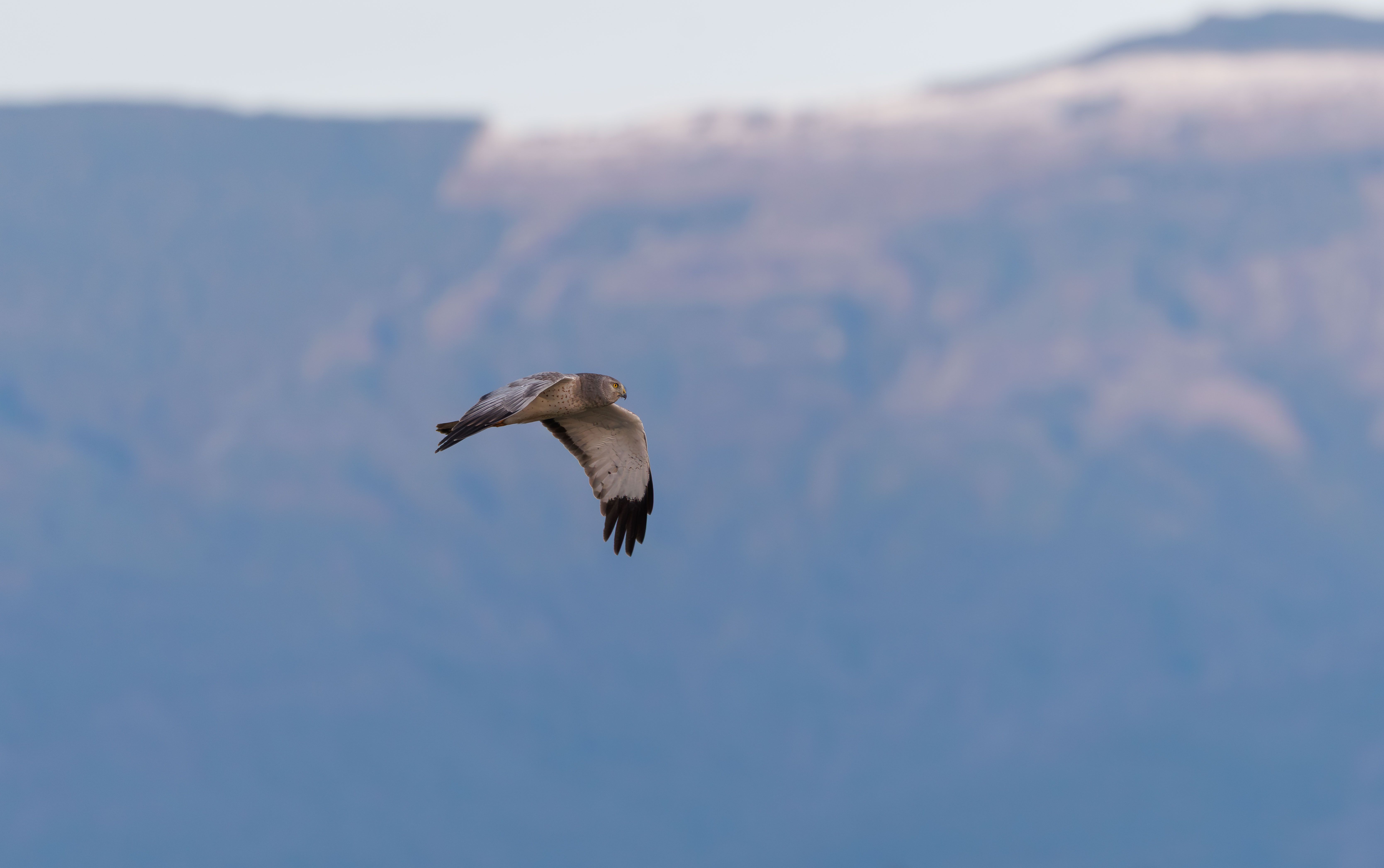 Hunting Photos, Download The BEST Free Hunting Stock Photos & HD Images