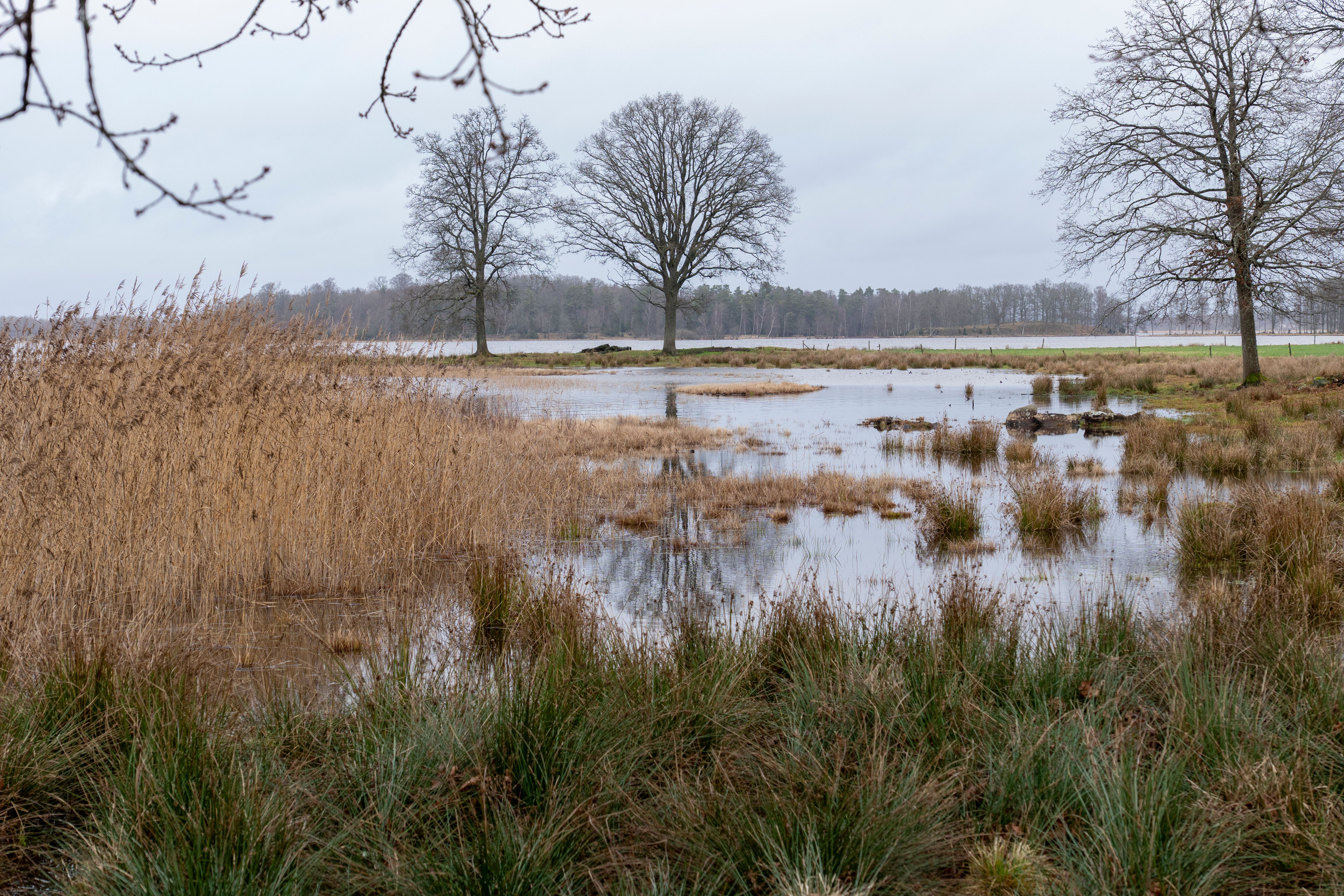 Marsh Photos, Download The BEST Free Marsh Stock Photos & HD Images