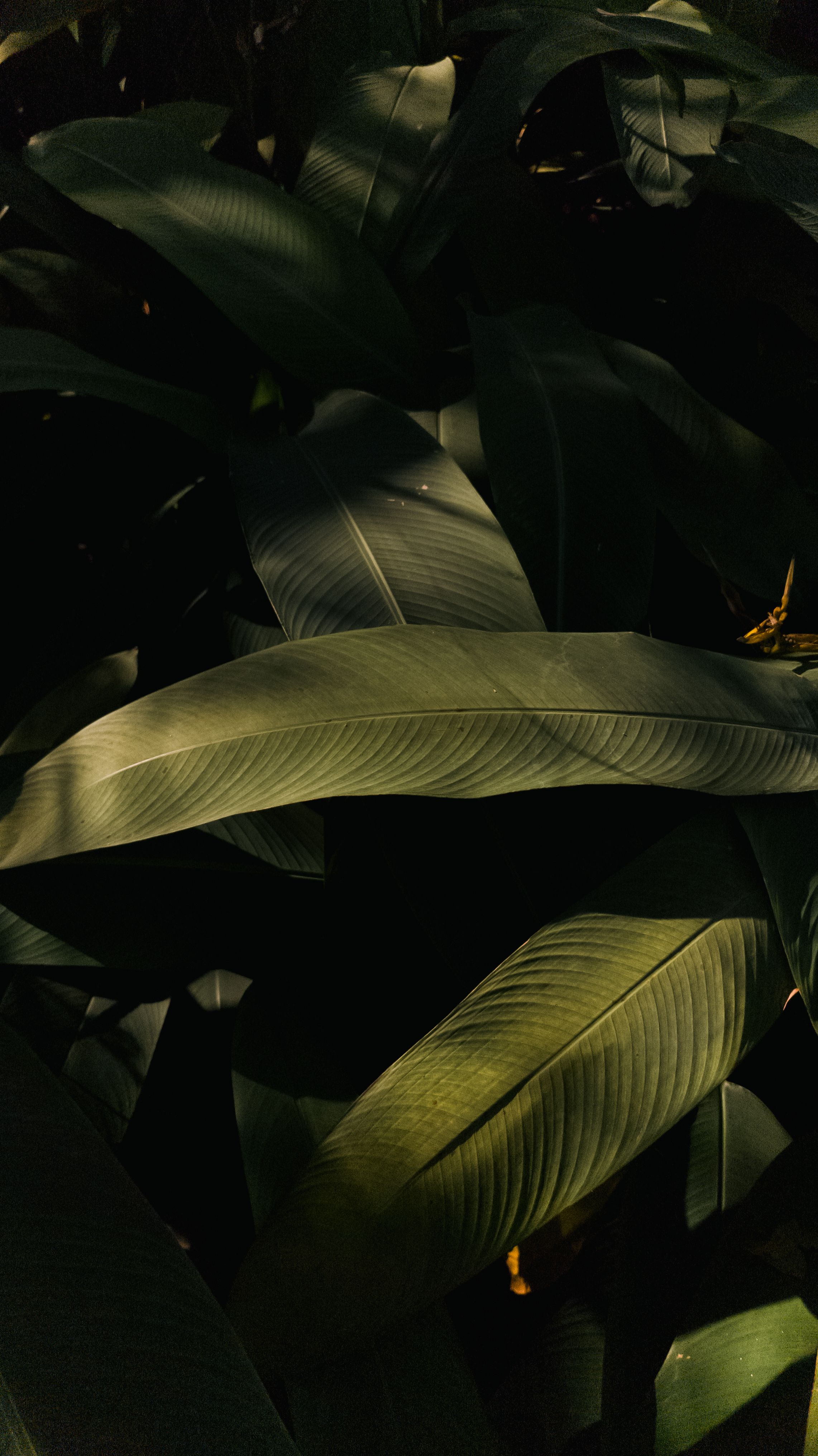 Moody Tropical Foliage with Dramatic Shadows · Free Stock Photo