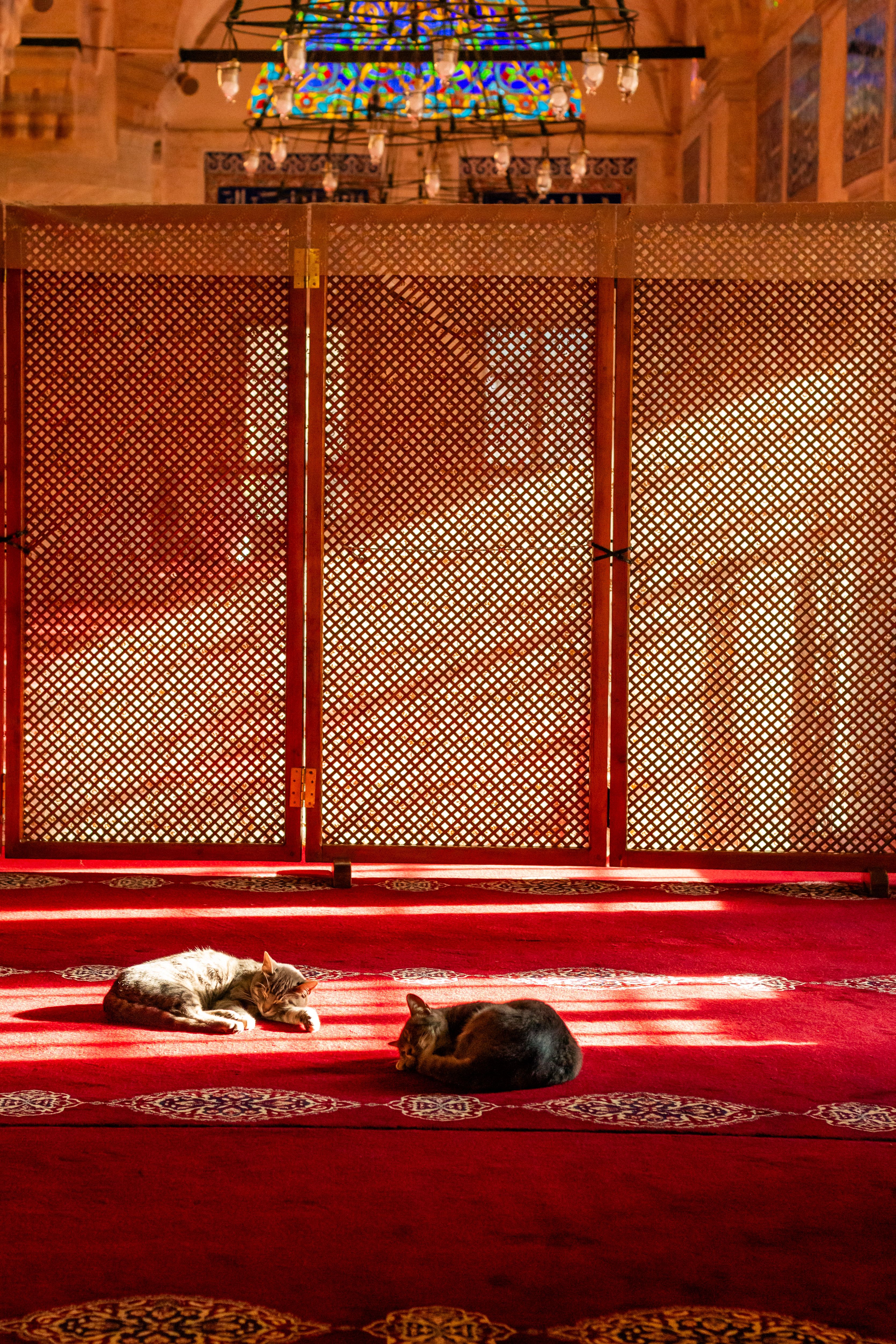 Relaxing Cats in Sunlit Mosque Interior · Free Stock Photo