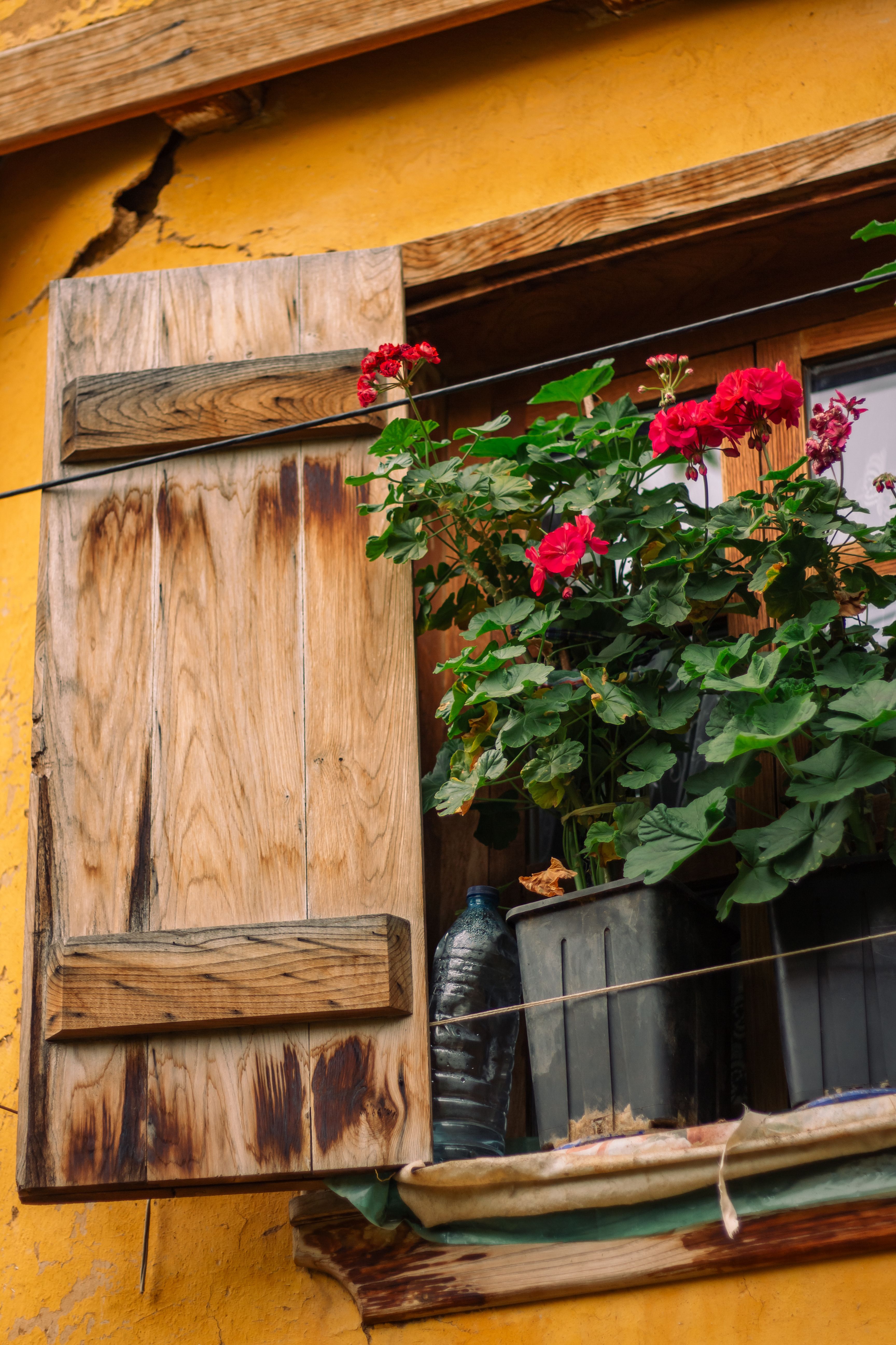 Rustic Wooden Shutter and Vibrant Flowers · Free Stock Photo