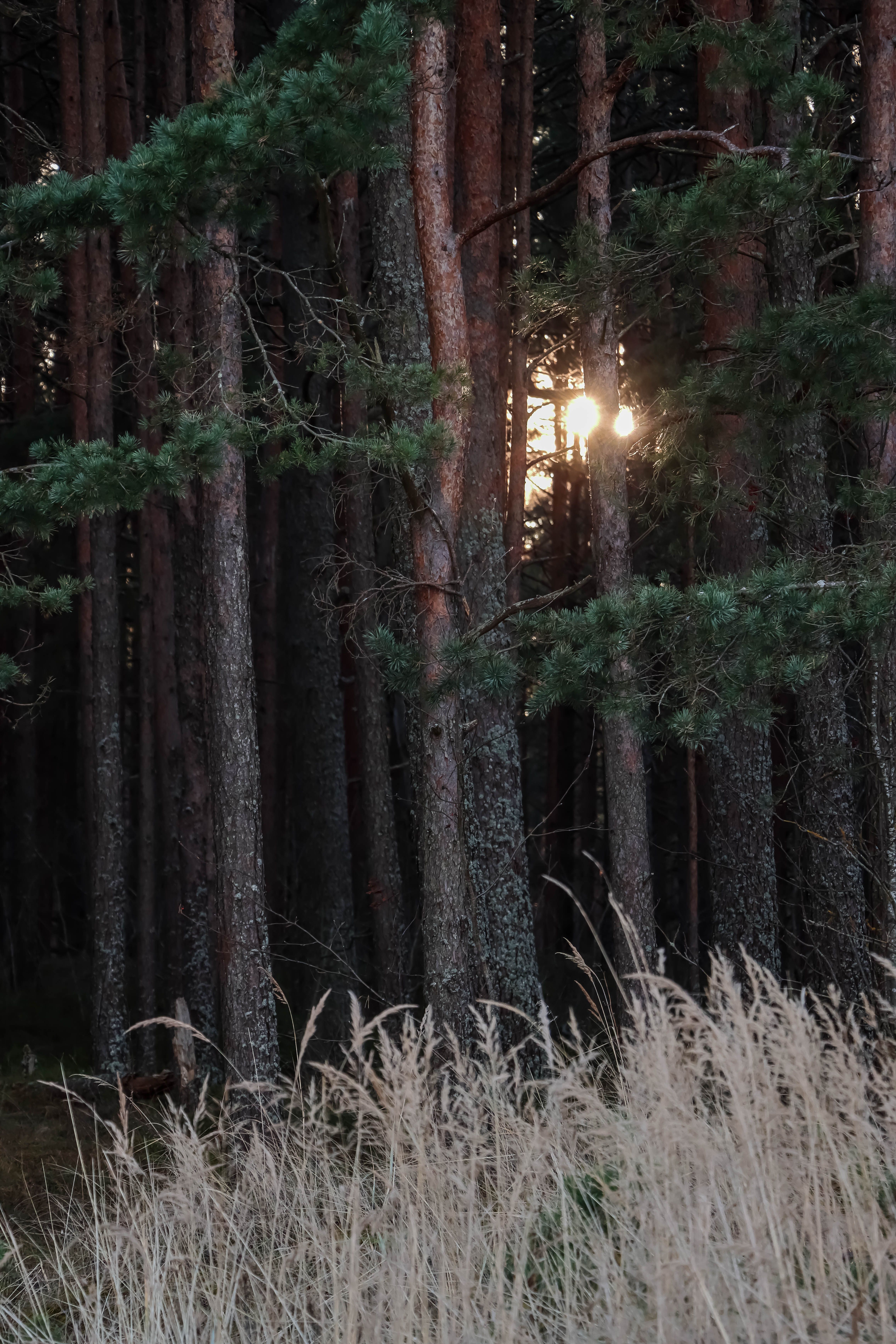 Hydra Twilight Forest Photos, Download The BEST Free Hydra Twilight ...