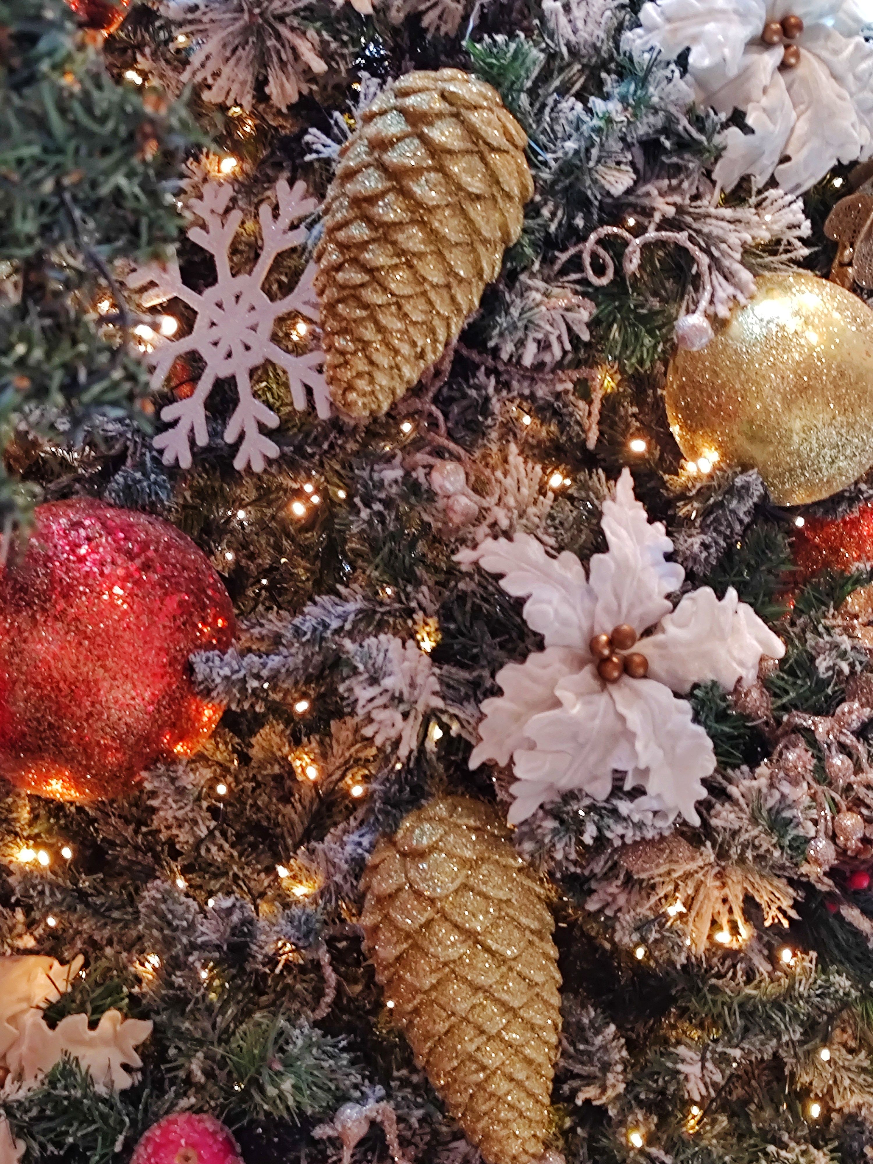 Clove Tree Photos, Download The BEST Free Clove Tree Stock Photos & HD ...