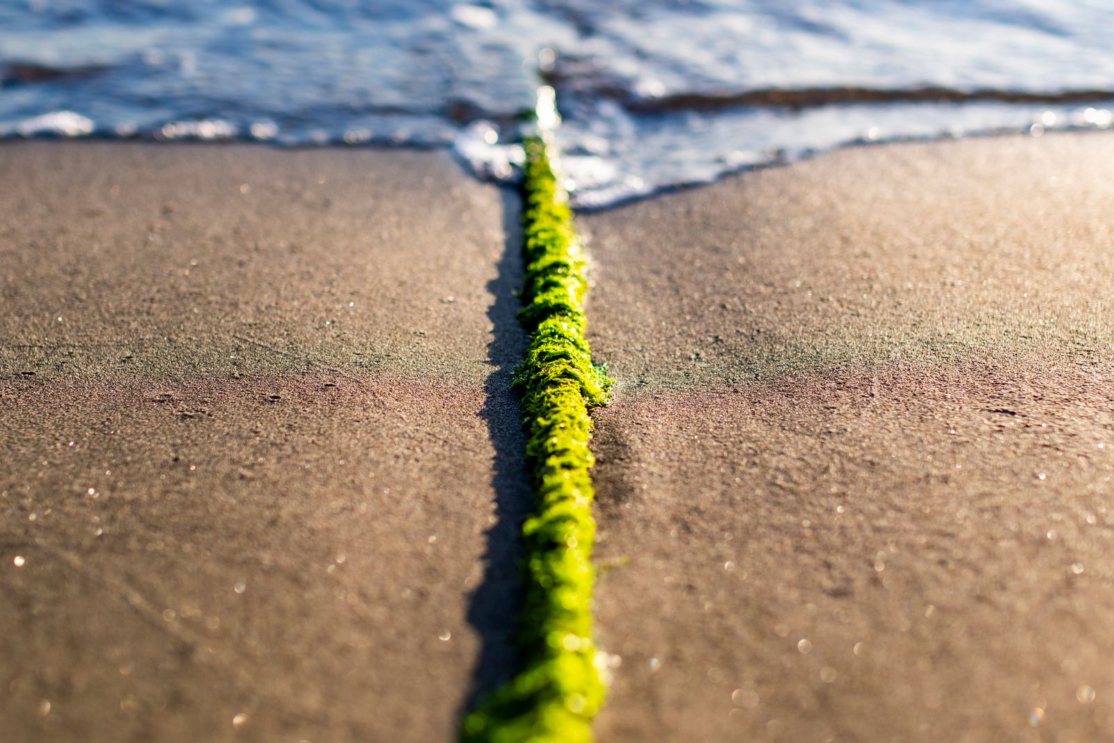 Algae Photos, Download The BEST Free Algae Stock Photos & HD Images